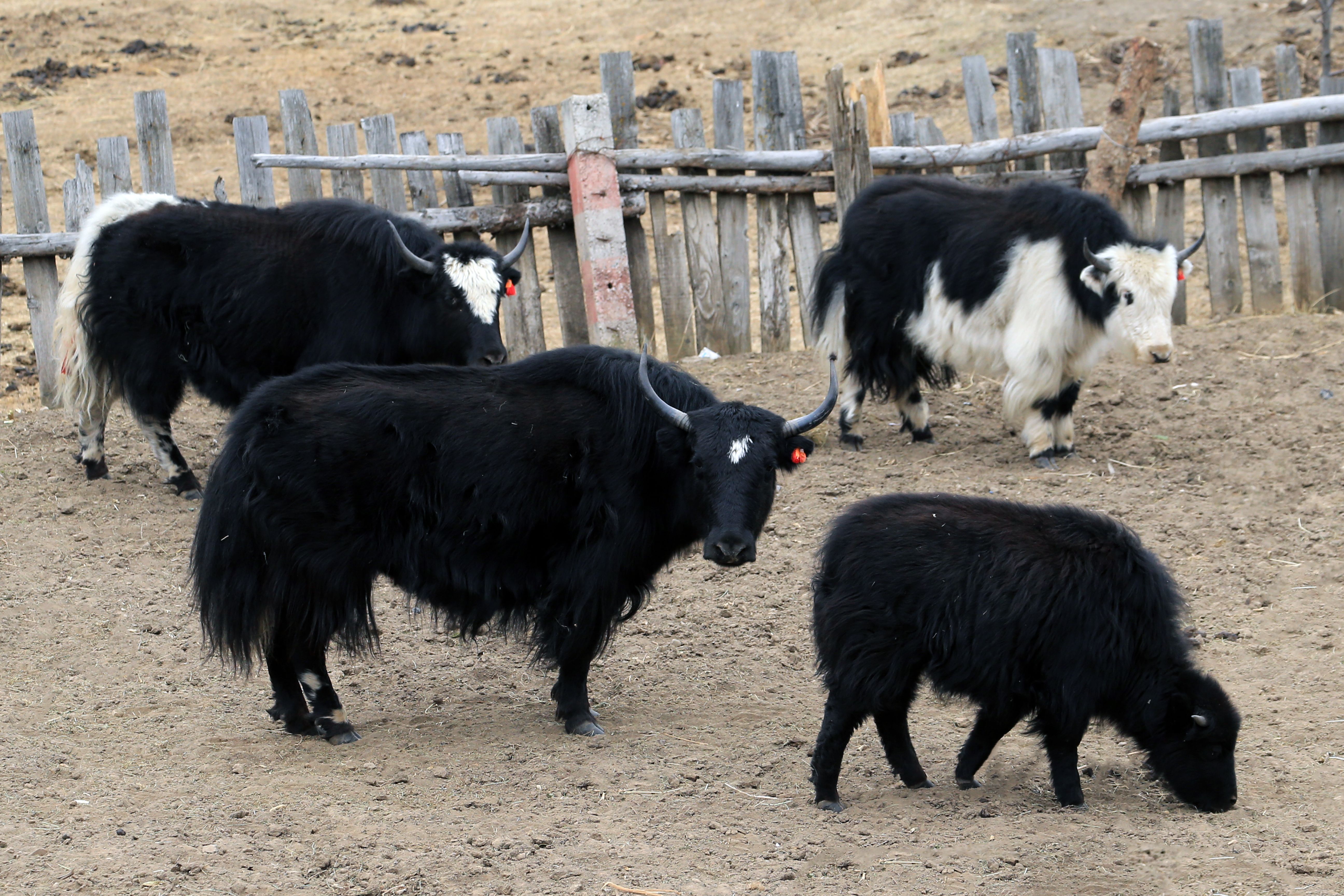 Herd of Black Yaks Grazing in Enclosure · Free Stock Photo