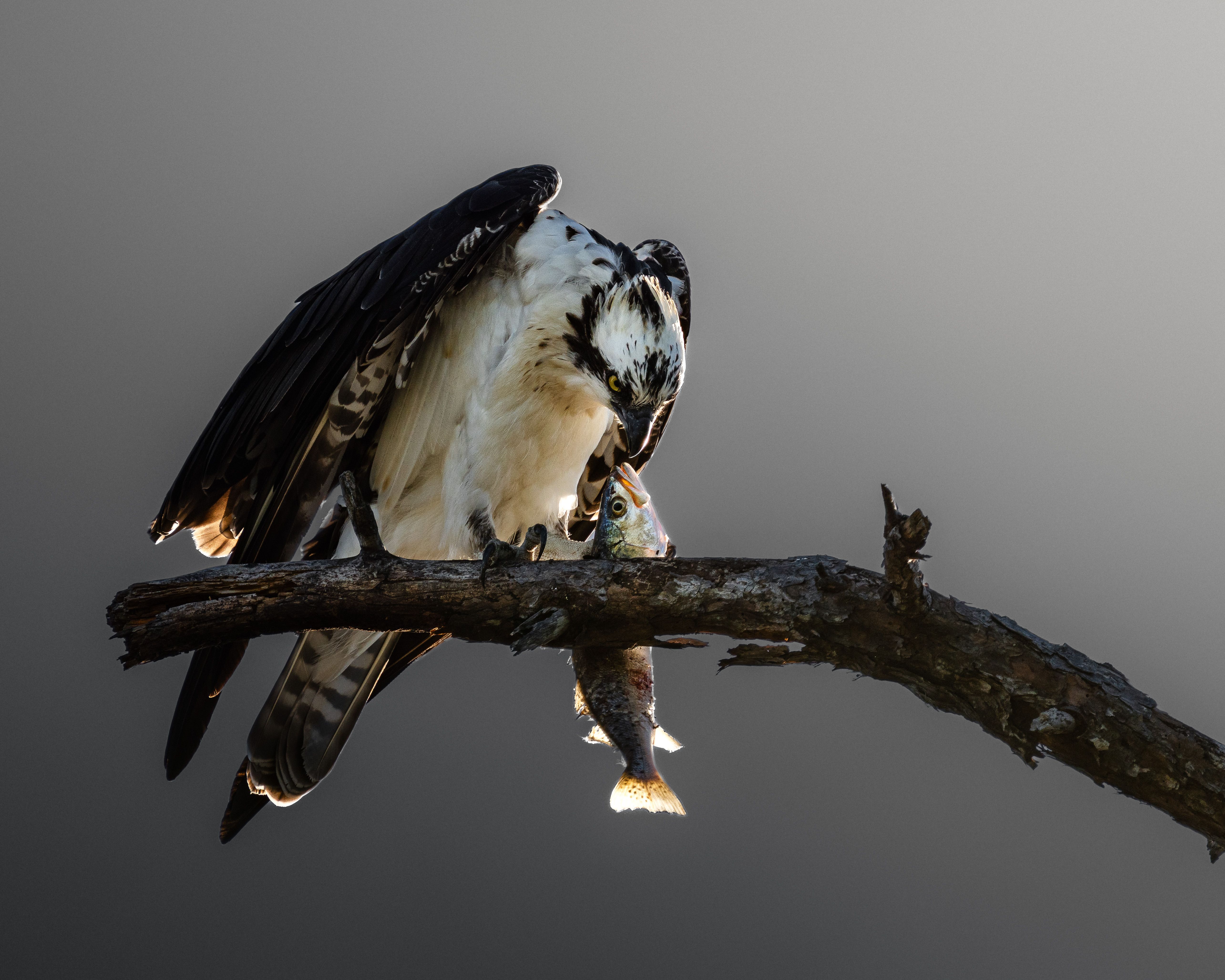 Fish In Tree Photos, Download The BEST Free Fish In Tree Stock Photos ...