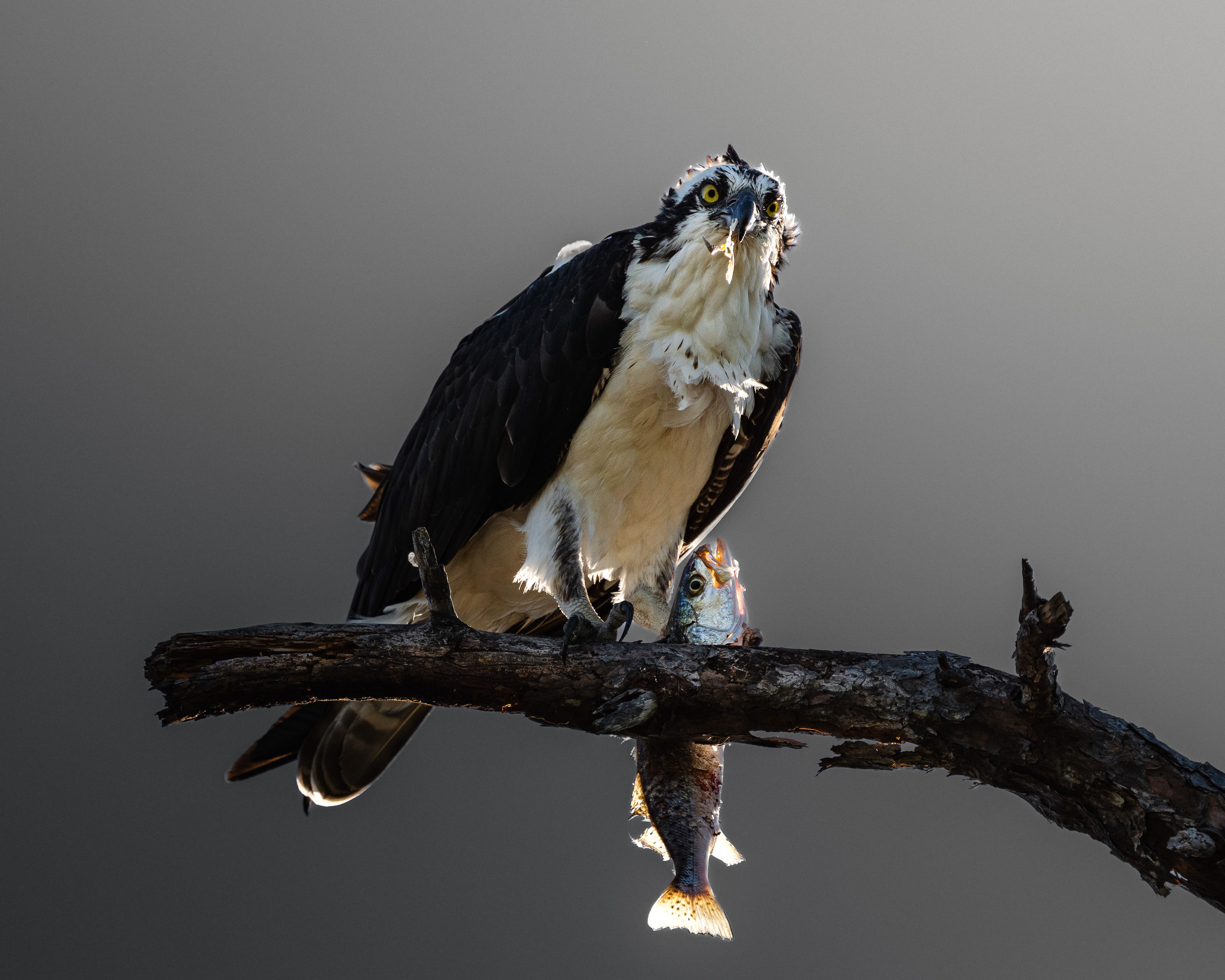 Dodo Bird Photos, Download The BEST Free Dodo Bird Stock Photos & HD Images