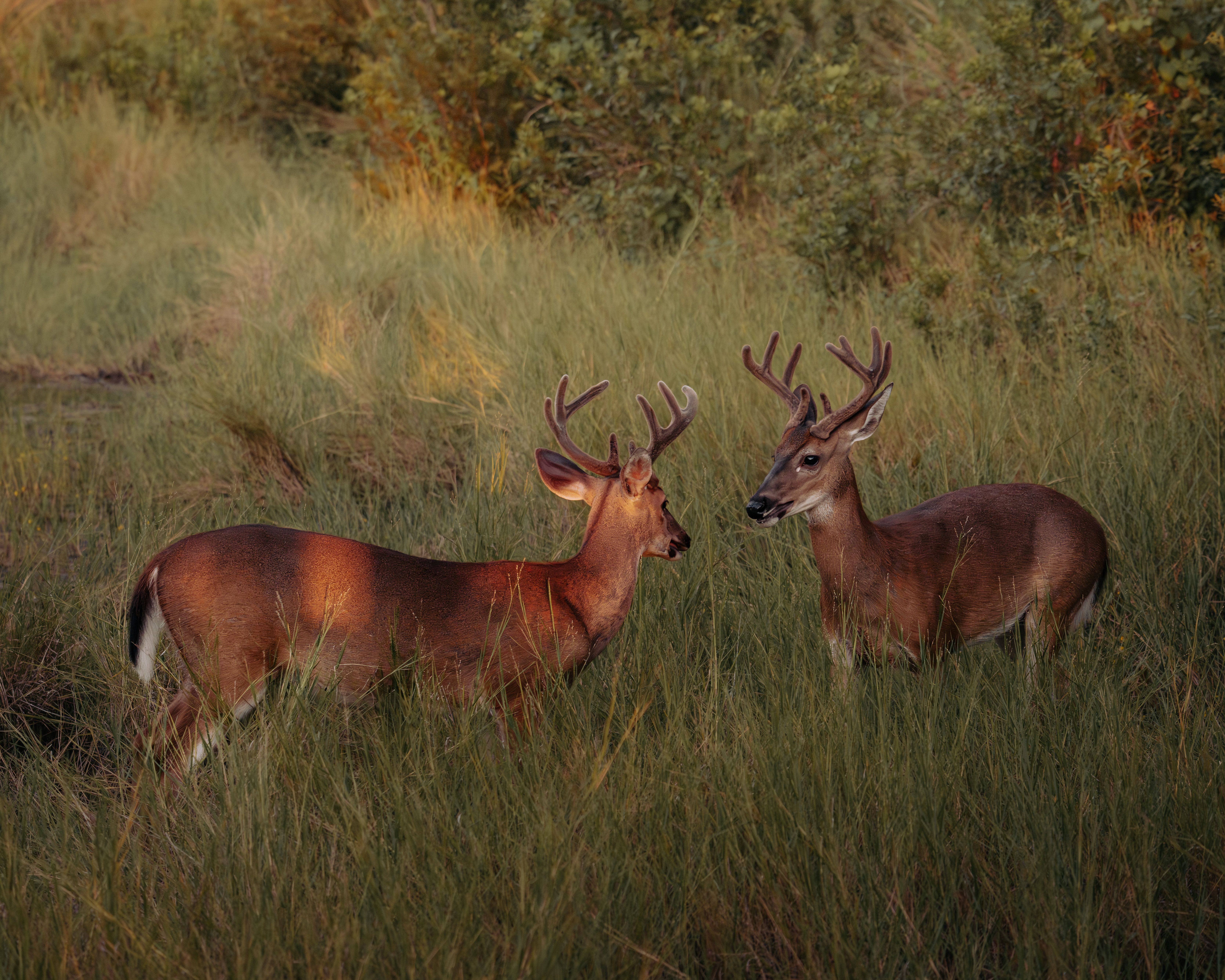 Majestic White-tailed Deer in Natural Habitat · Free Stock Photo