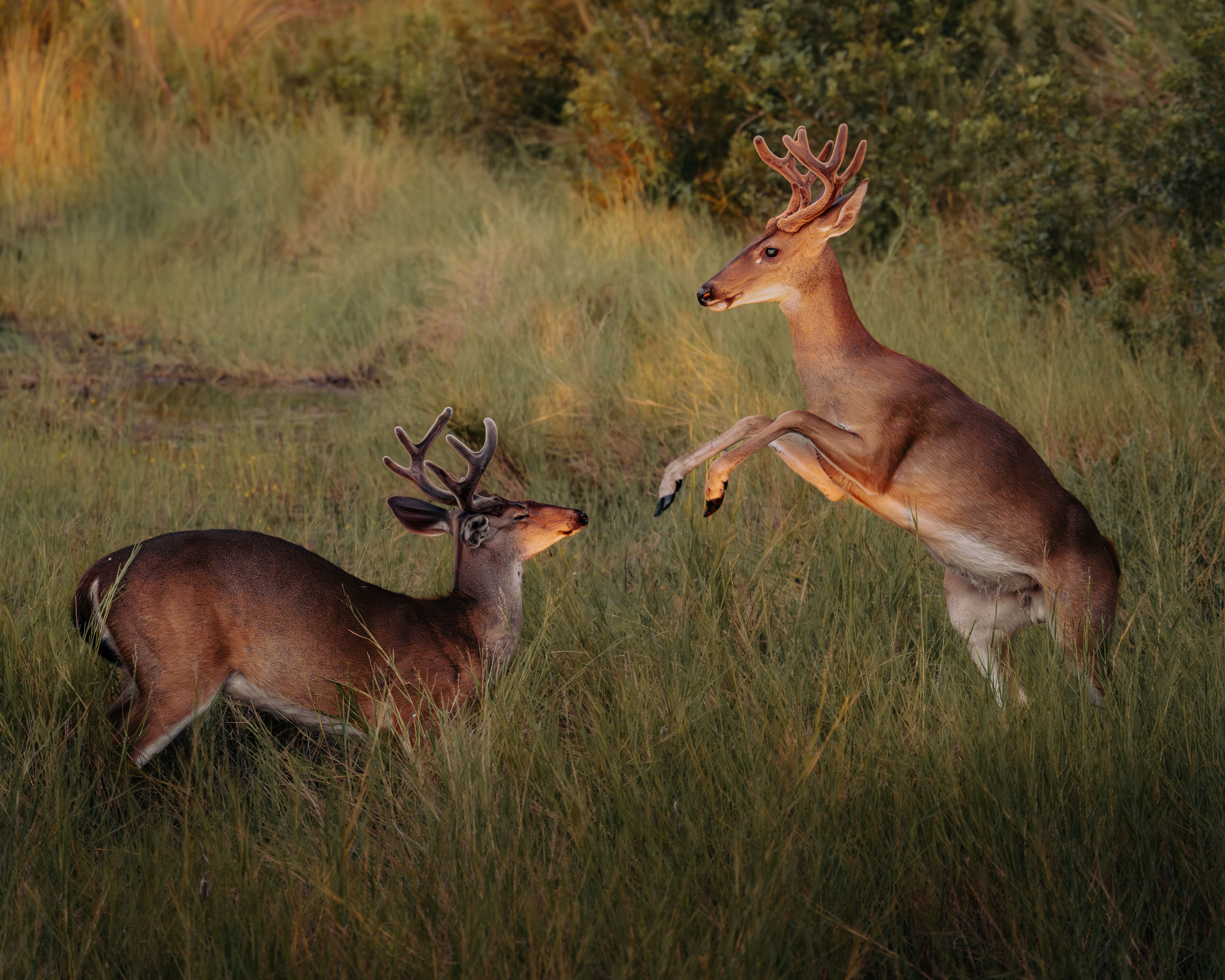 White-tailed Deer Bucks in Field During Fall · Free Stock Photo