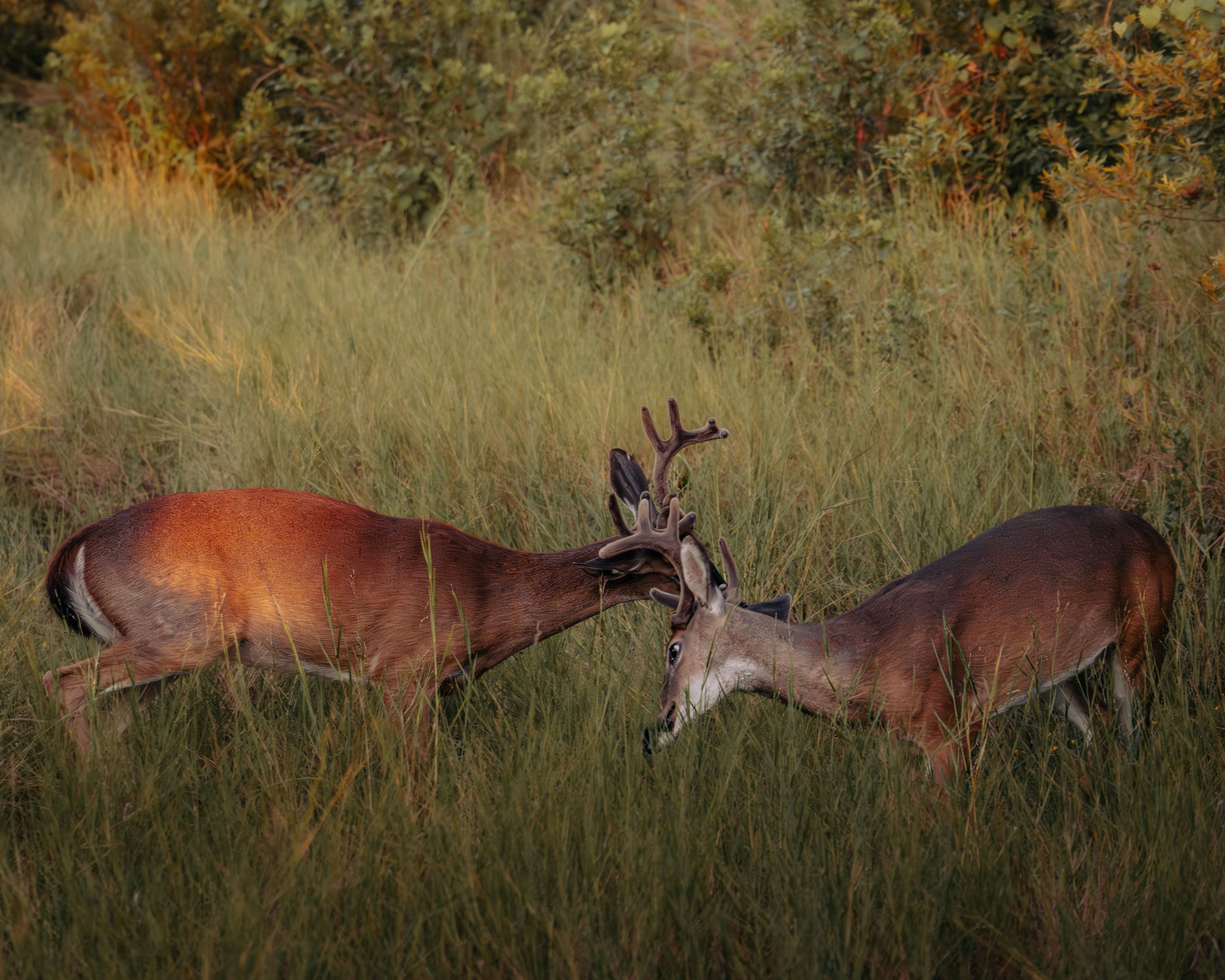Two White-Tailed Deer Engaging in Antler Battle · Free Stock Photo