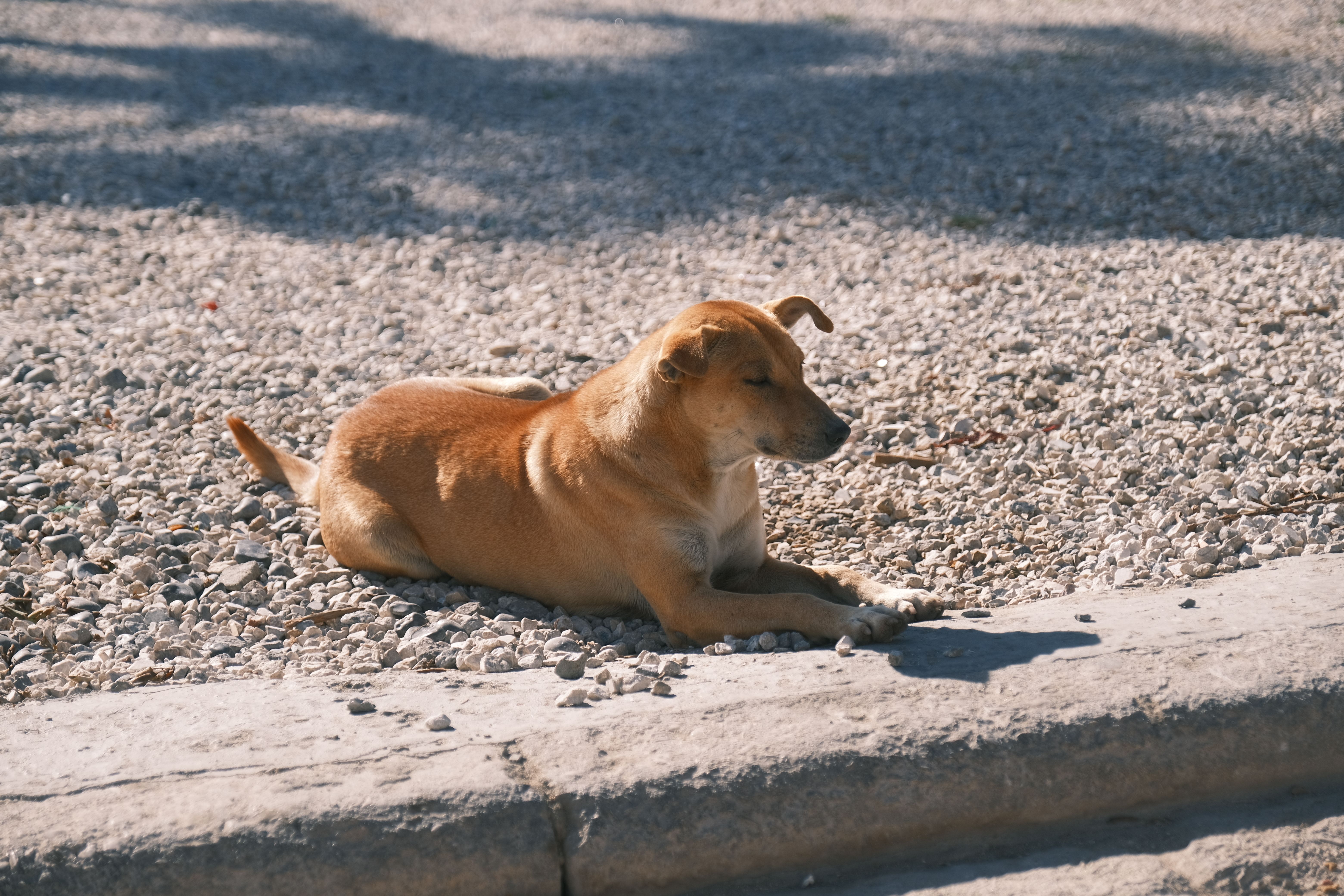 Brown dog sunbathing on a gravel pathway · Free Stock Photo