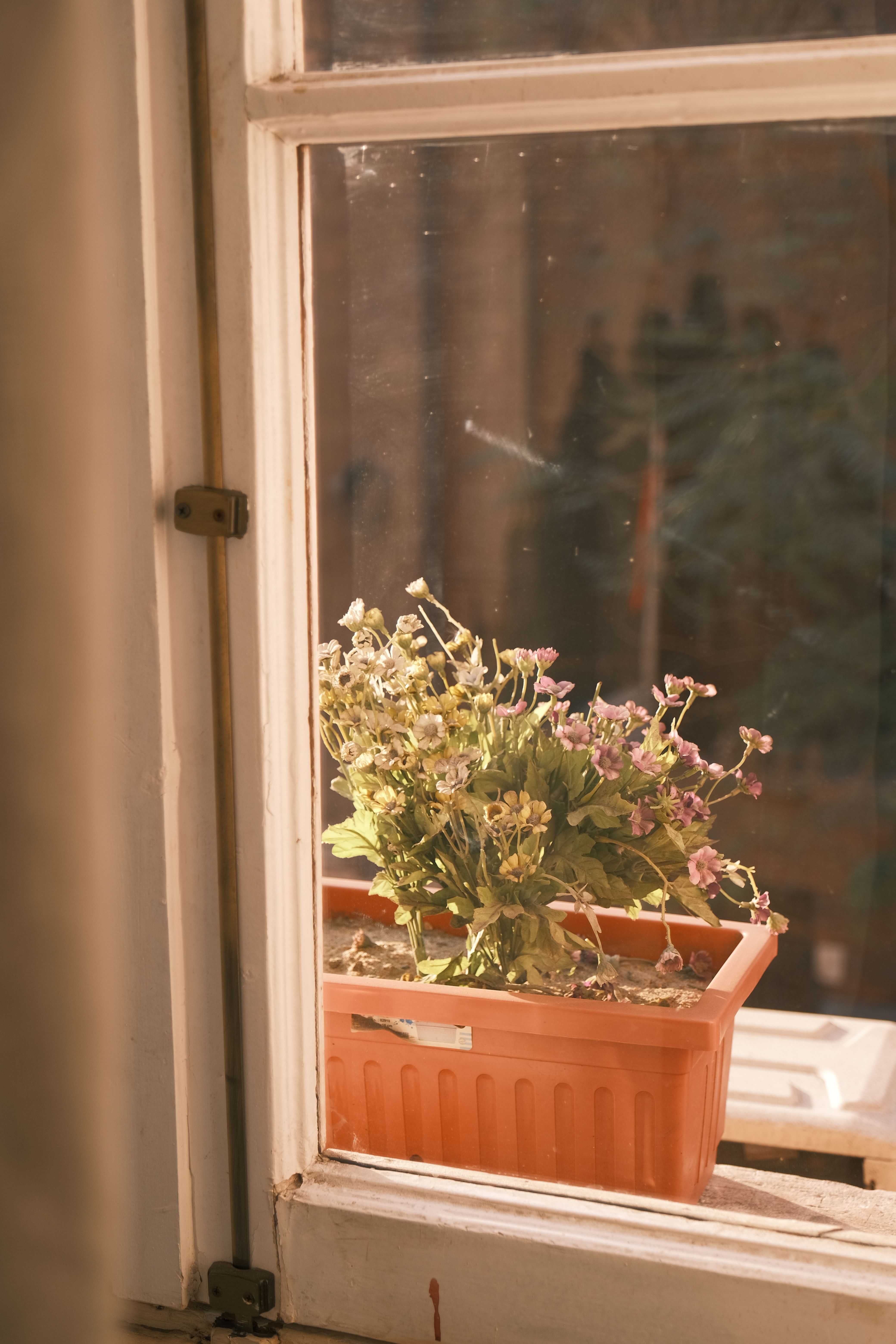 Sunlit Flower Box on an Old Window Sill · Free Stock Photo