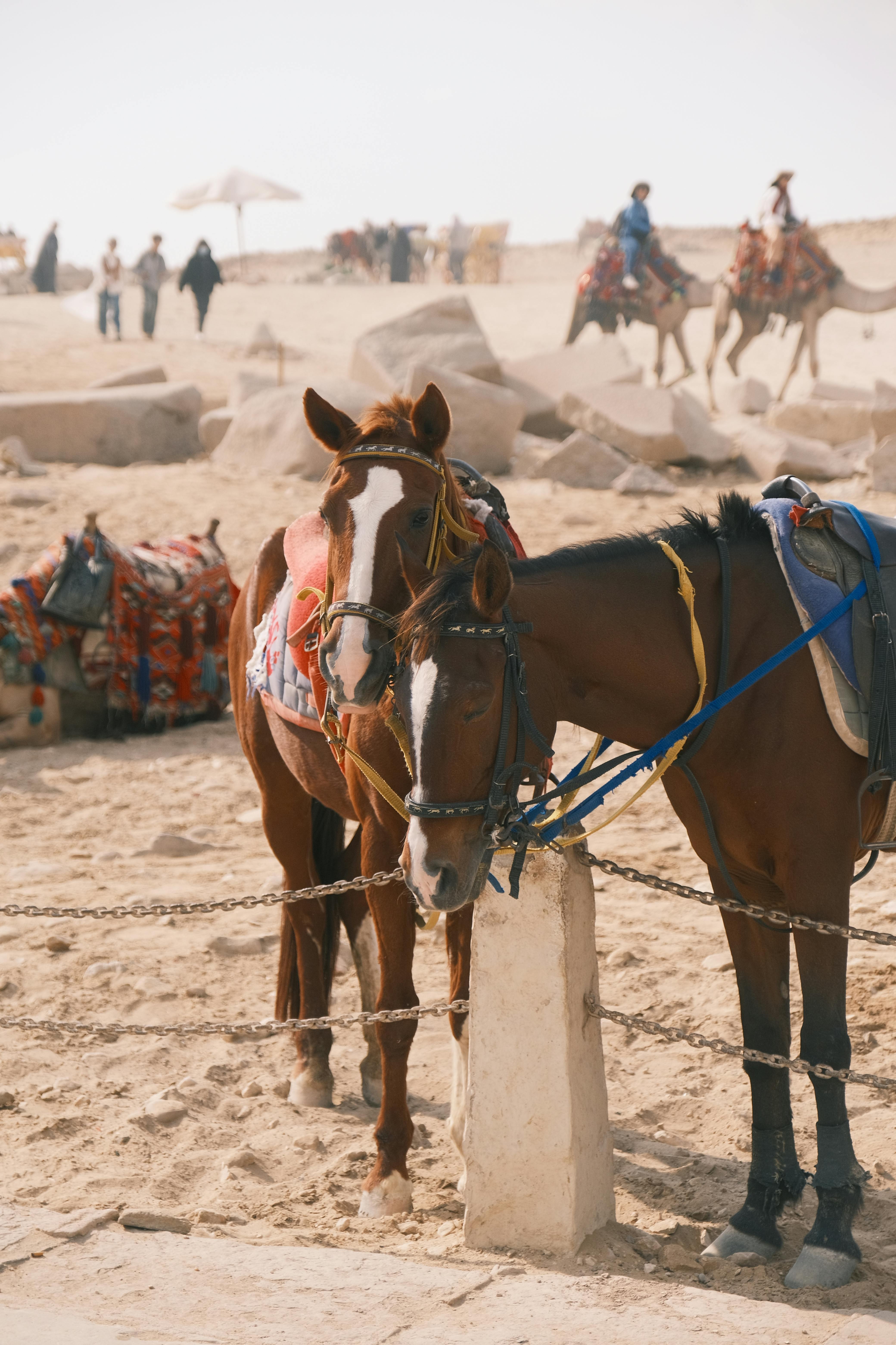 Cavalos Descansando Perto Das Pirâmides De Gizé · Foto profissional ...