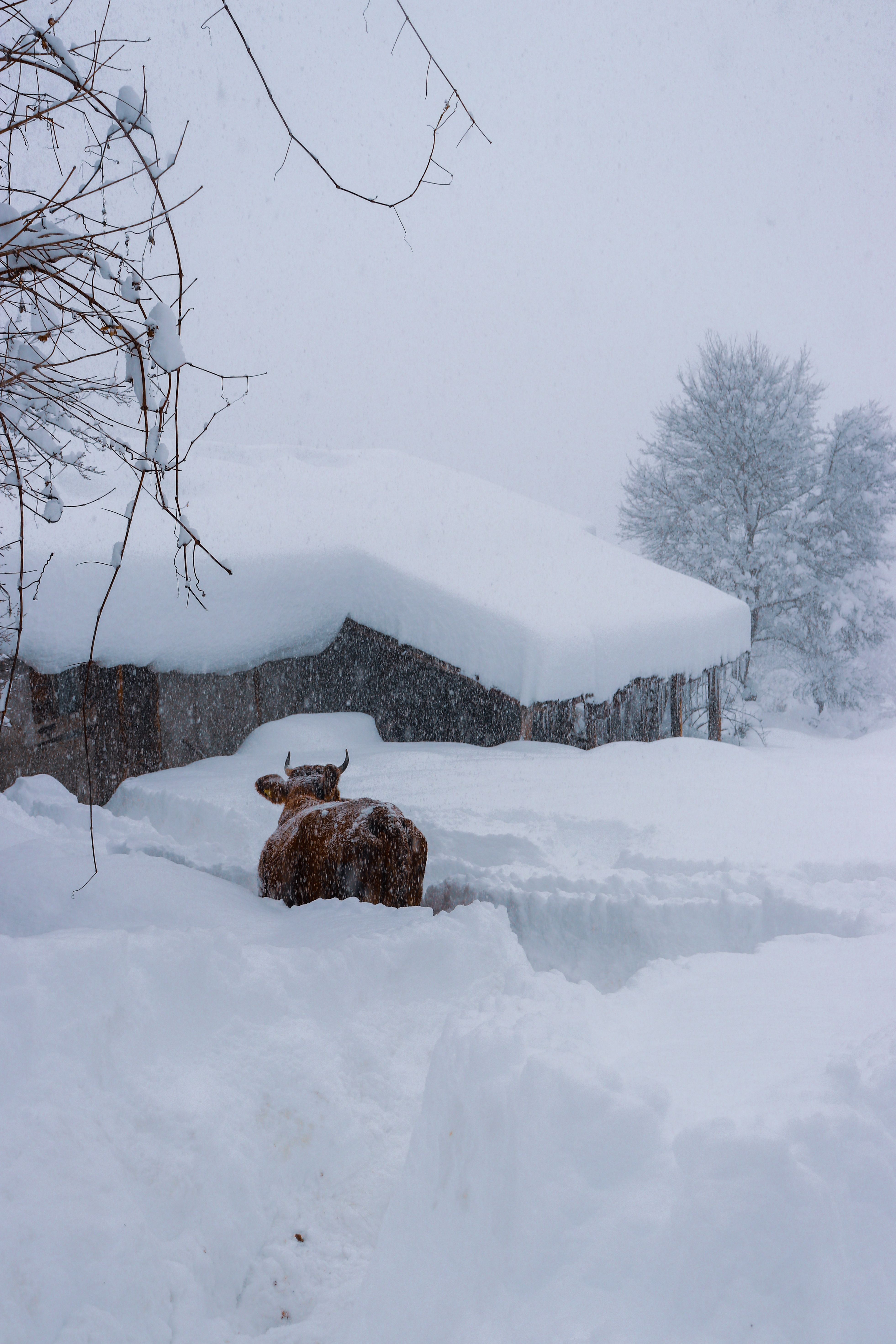 Highland Cow in Snowy Winter Rural Scene · Free Stock Photo