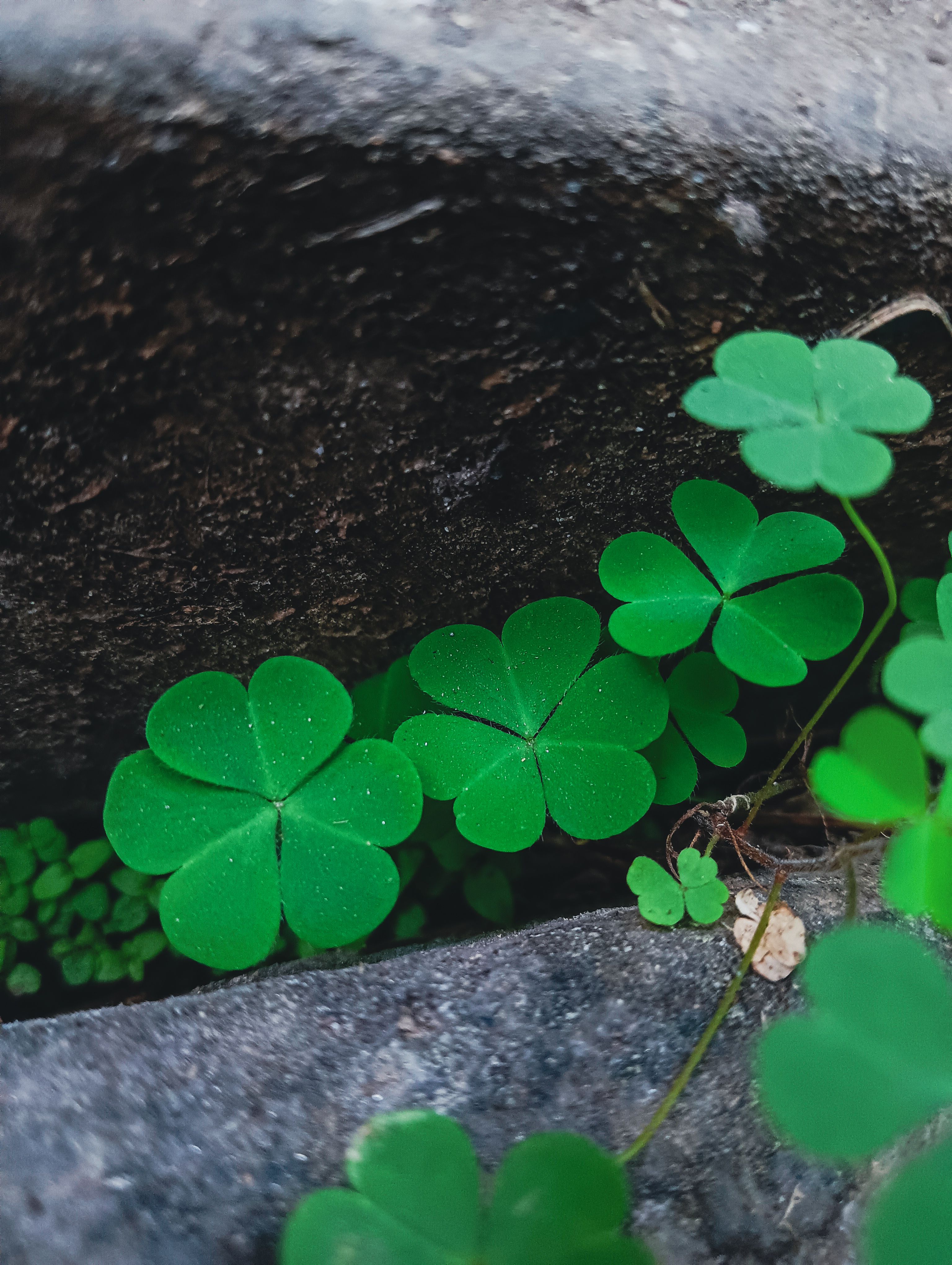 Vibrant Green Clover Leaves by a Stone · Free Stock Photo