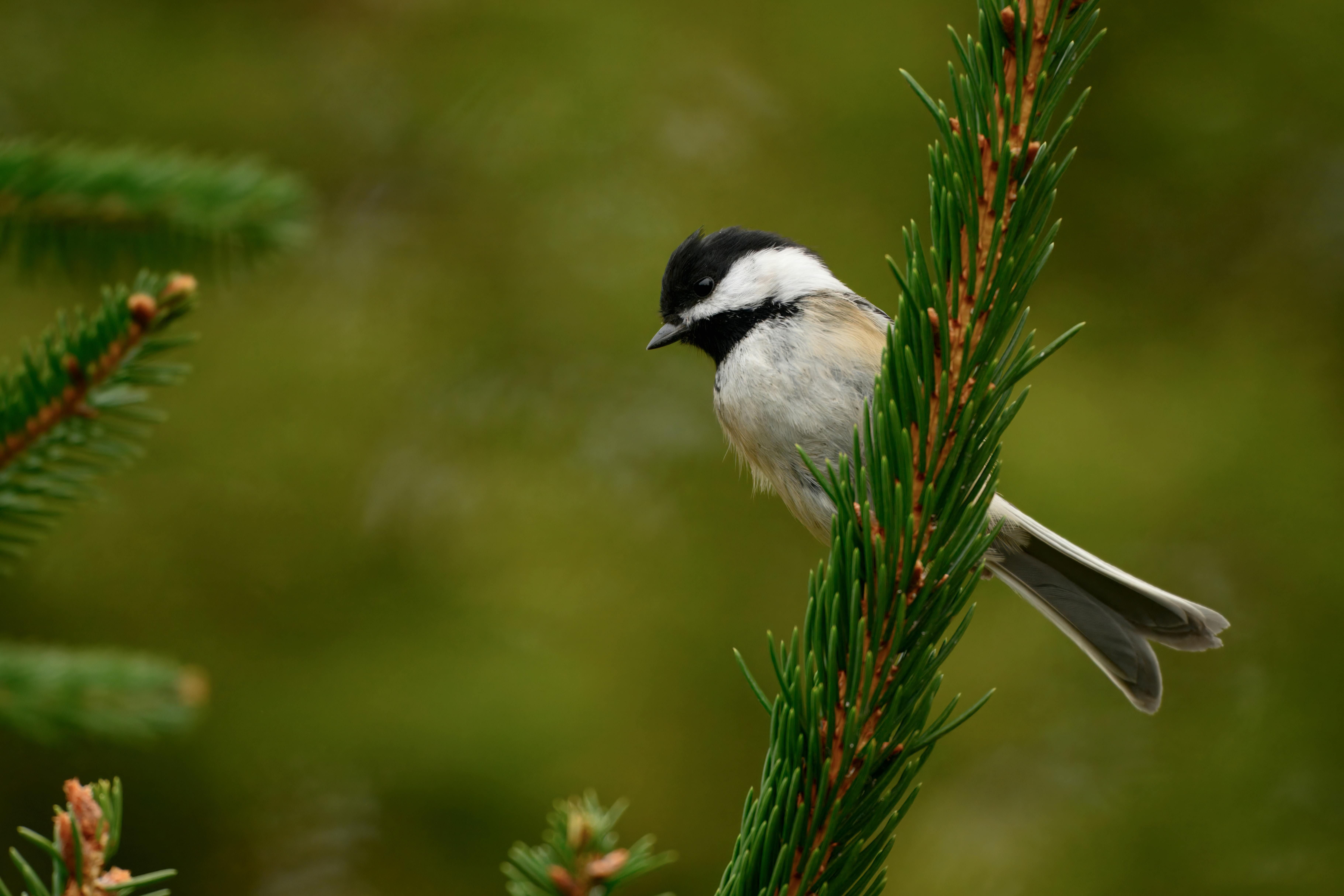 Black-Capped Chickadee on Evergreen Branch in Ontario · Free Stock Photo