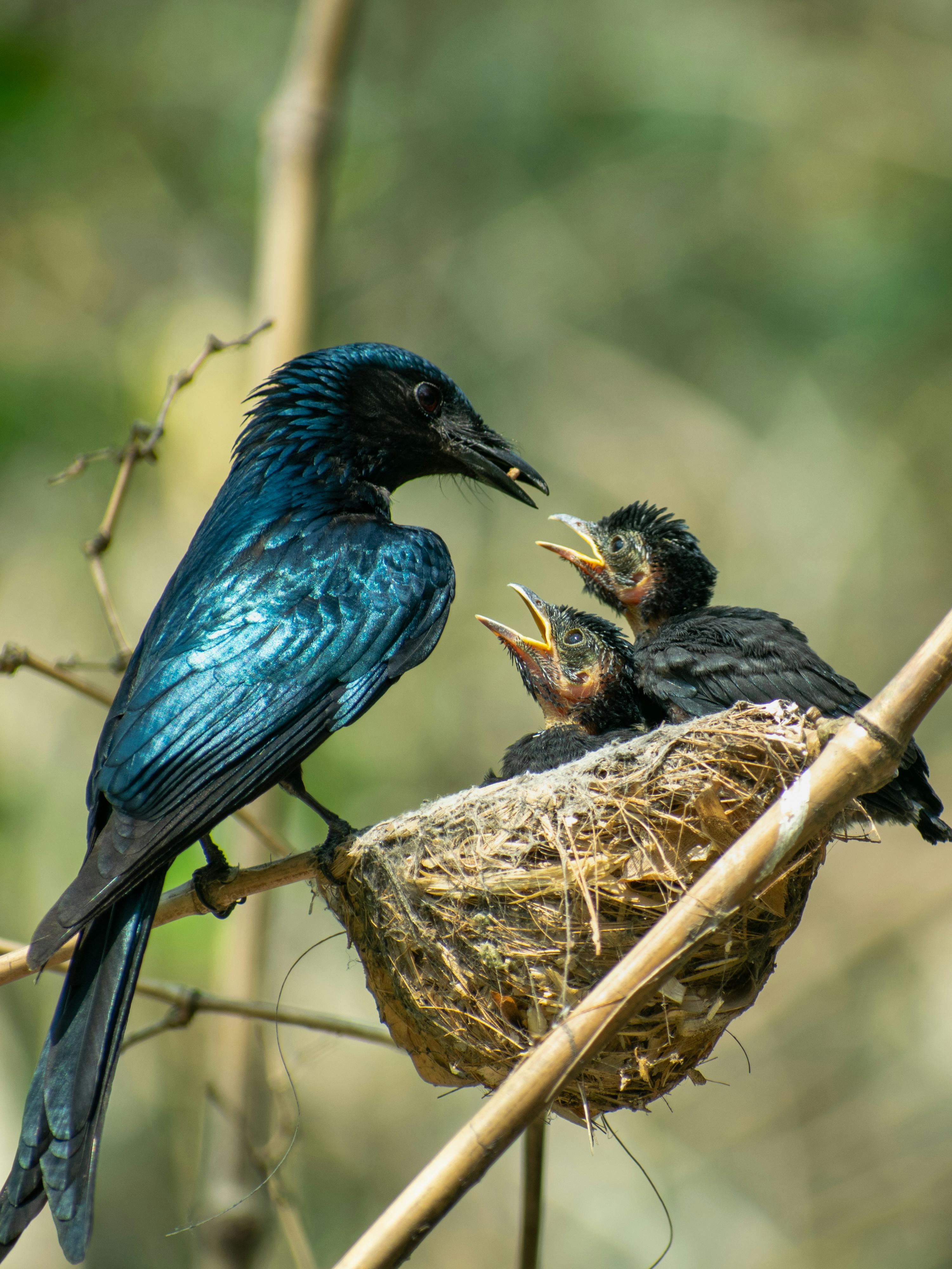 Indian+Prophet Photos, Download The BEST Free Indian+Prophet Stock ...