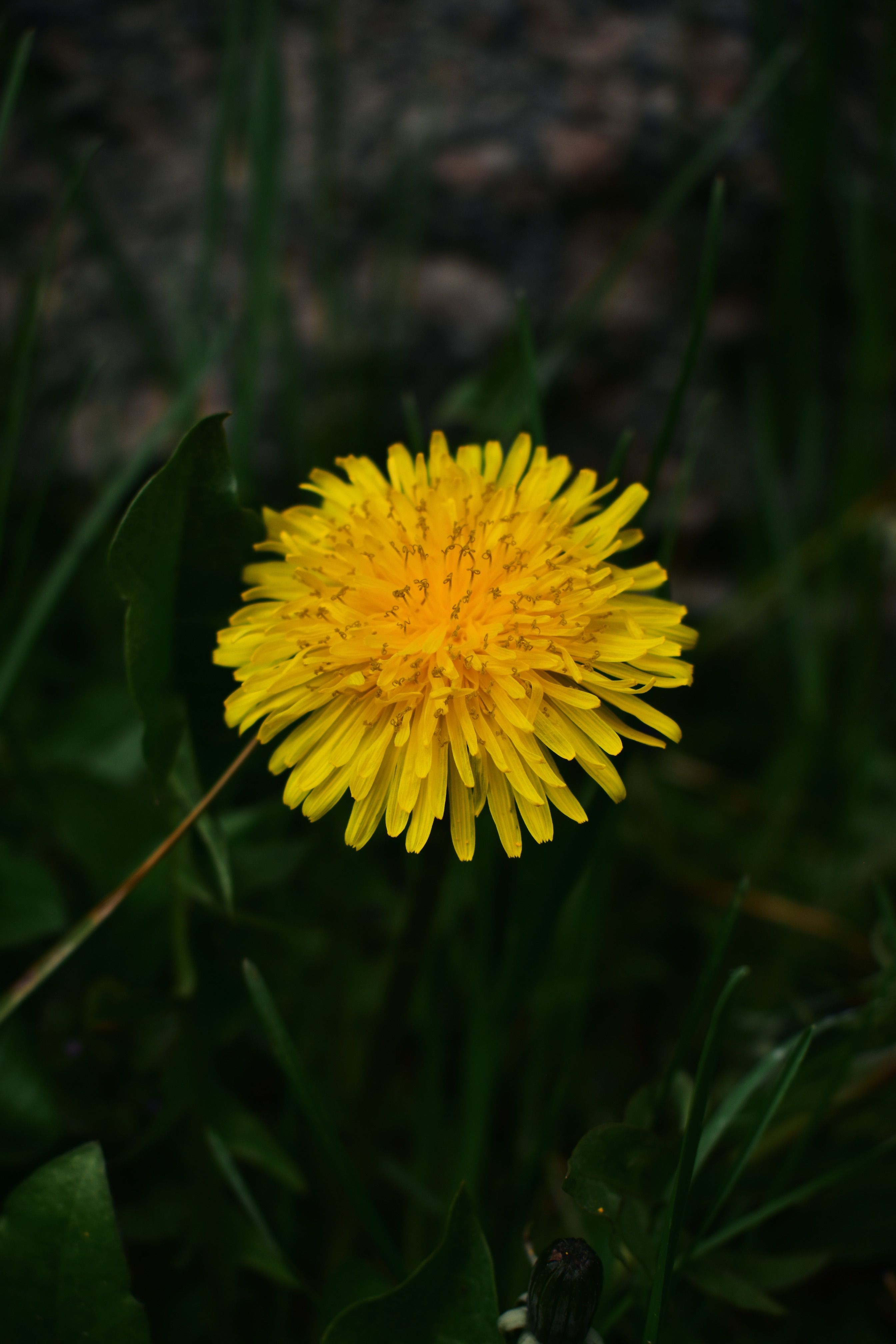Diente De León Amarillo Brillante En Ucrania · Foto de stock gratuita