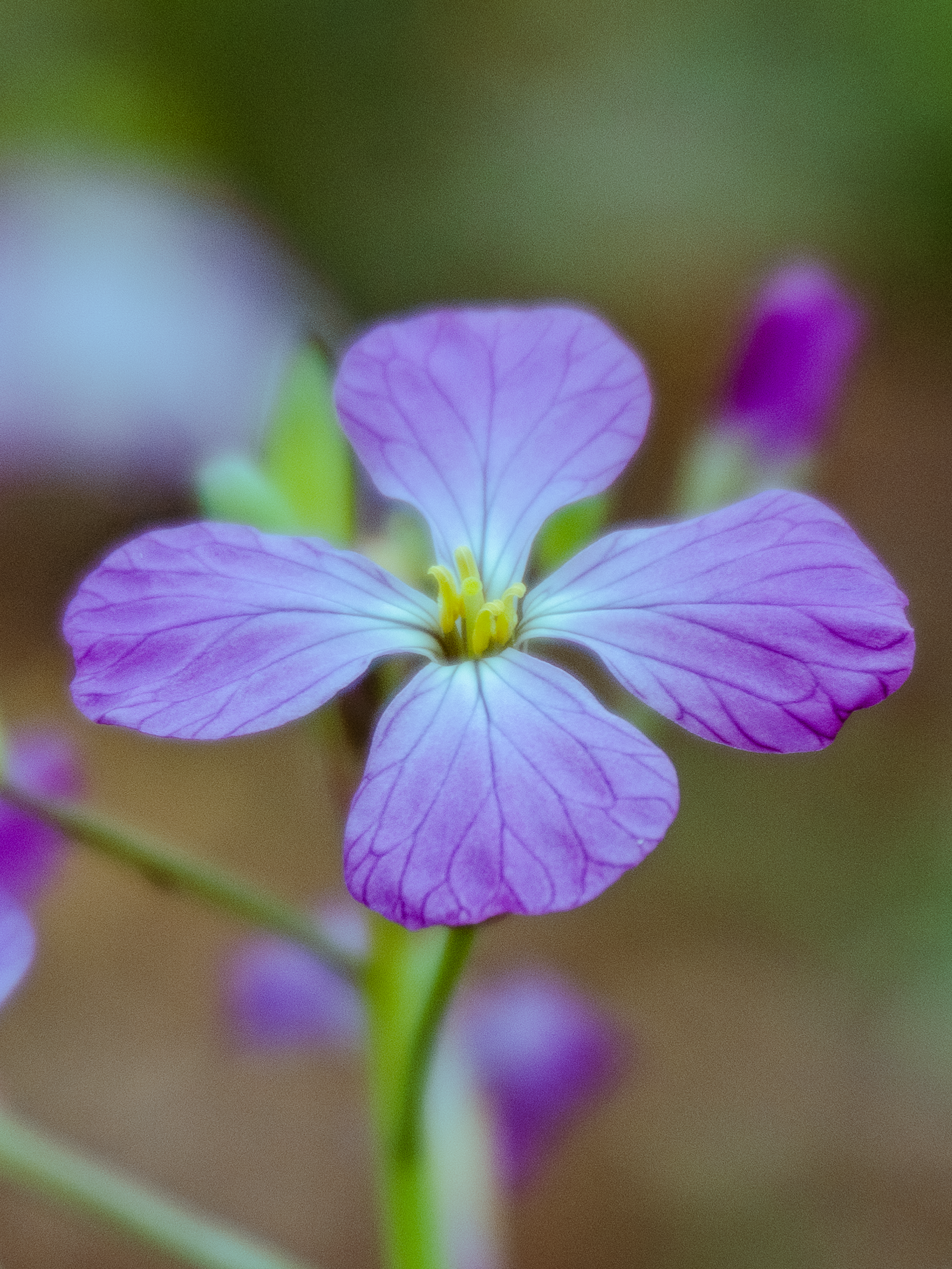 Close-up of Vivid Purple Flower with Delicate Petals · Free Stock Photo