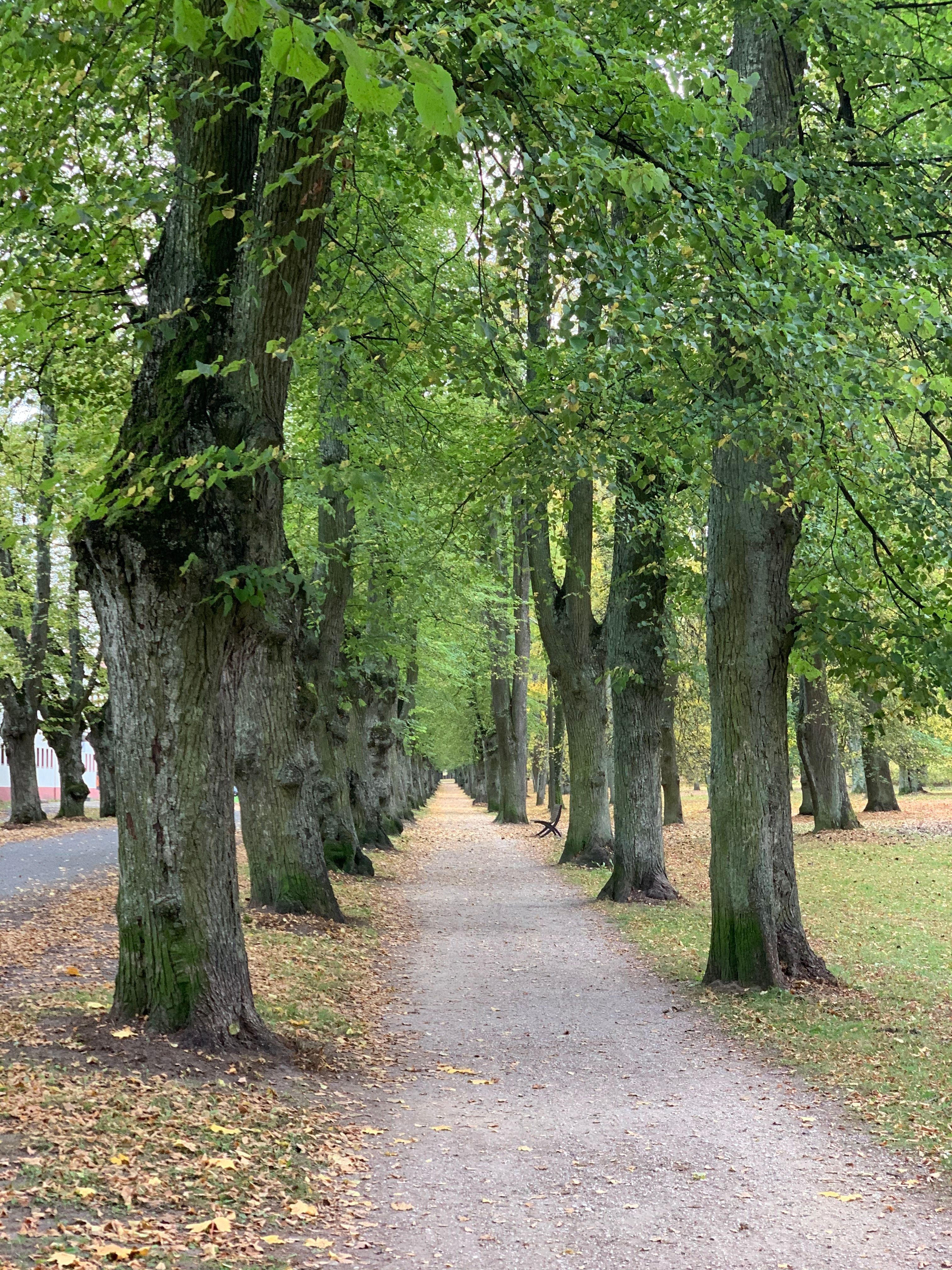 Scenic Tree-Lined Path in Autumn Park · Free Stock Photo