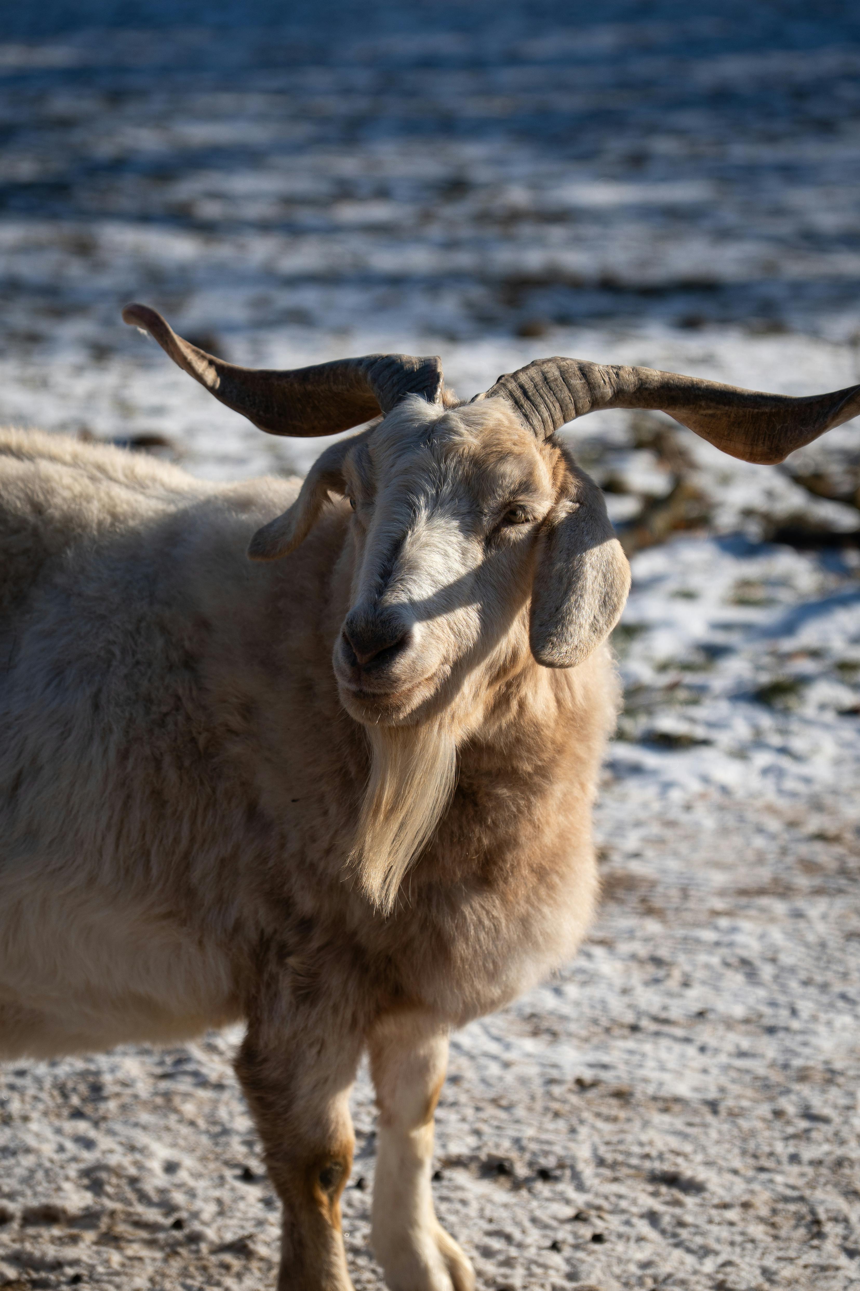 Bala Hatun Wallpaper Photos, Download The BEST Free Bala Hatun ...