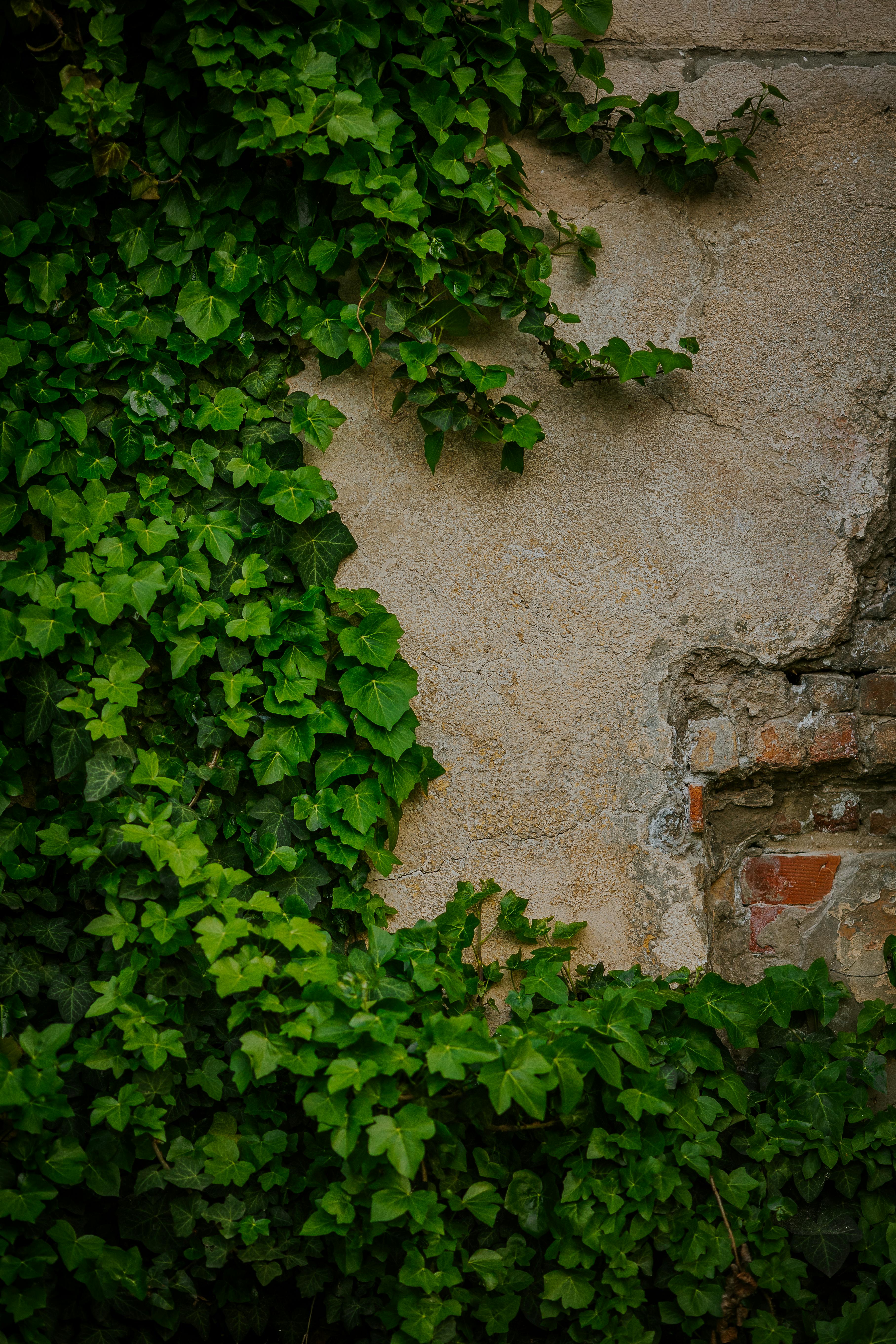 Tuff Wallpaper With Green Photos, Download The BEST Free Tuff Wallpaper ...