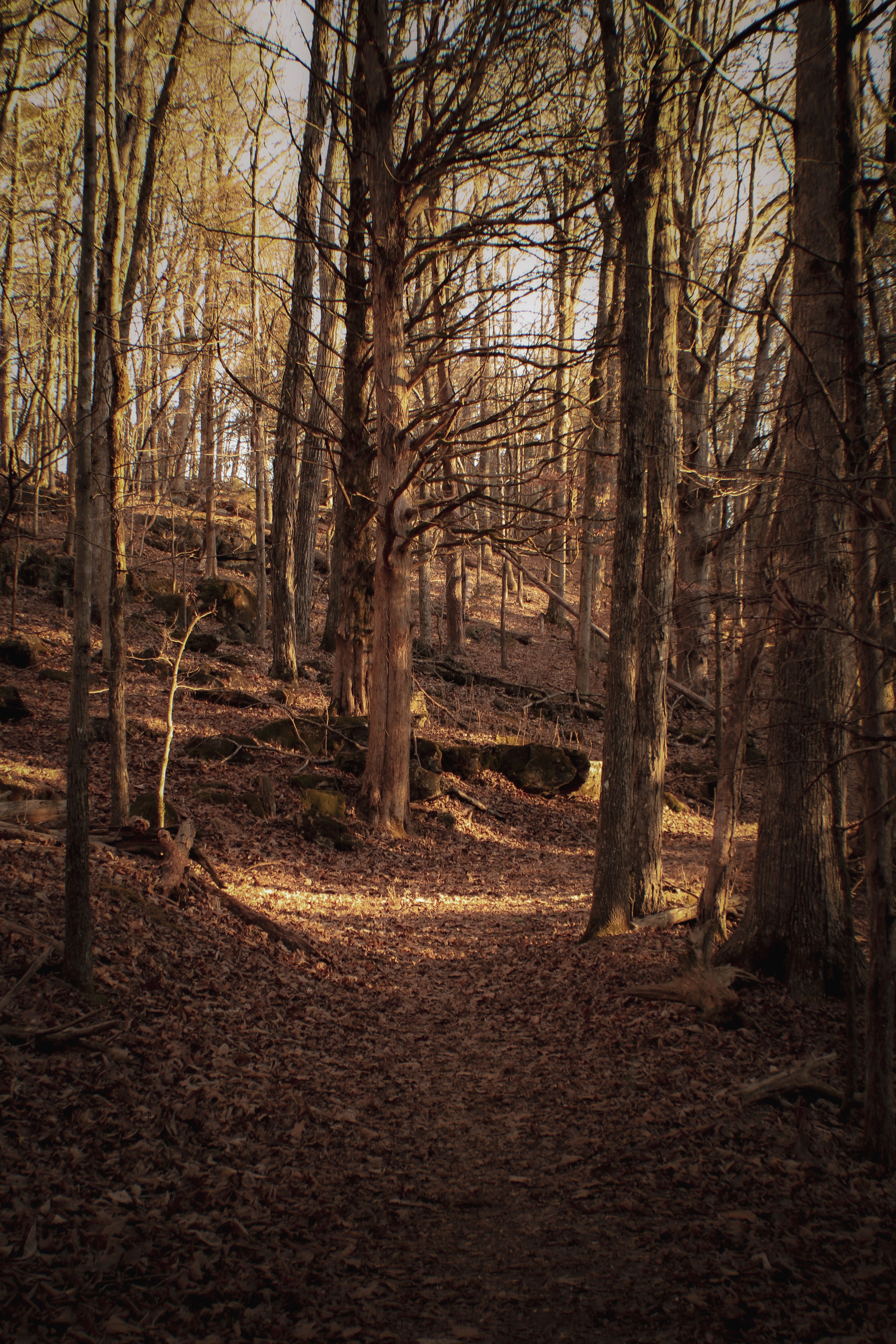 Autumn Forest Trail in Dappled Sunlight · Free Stock Photo