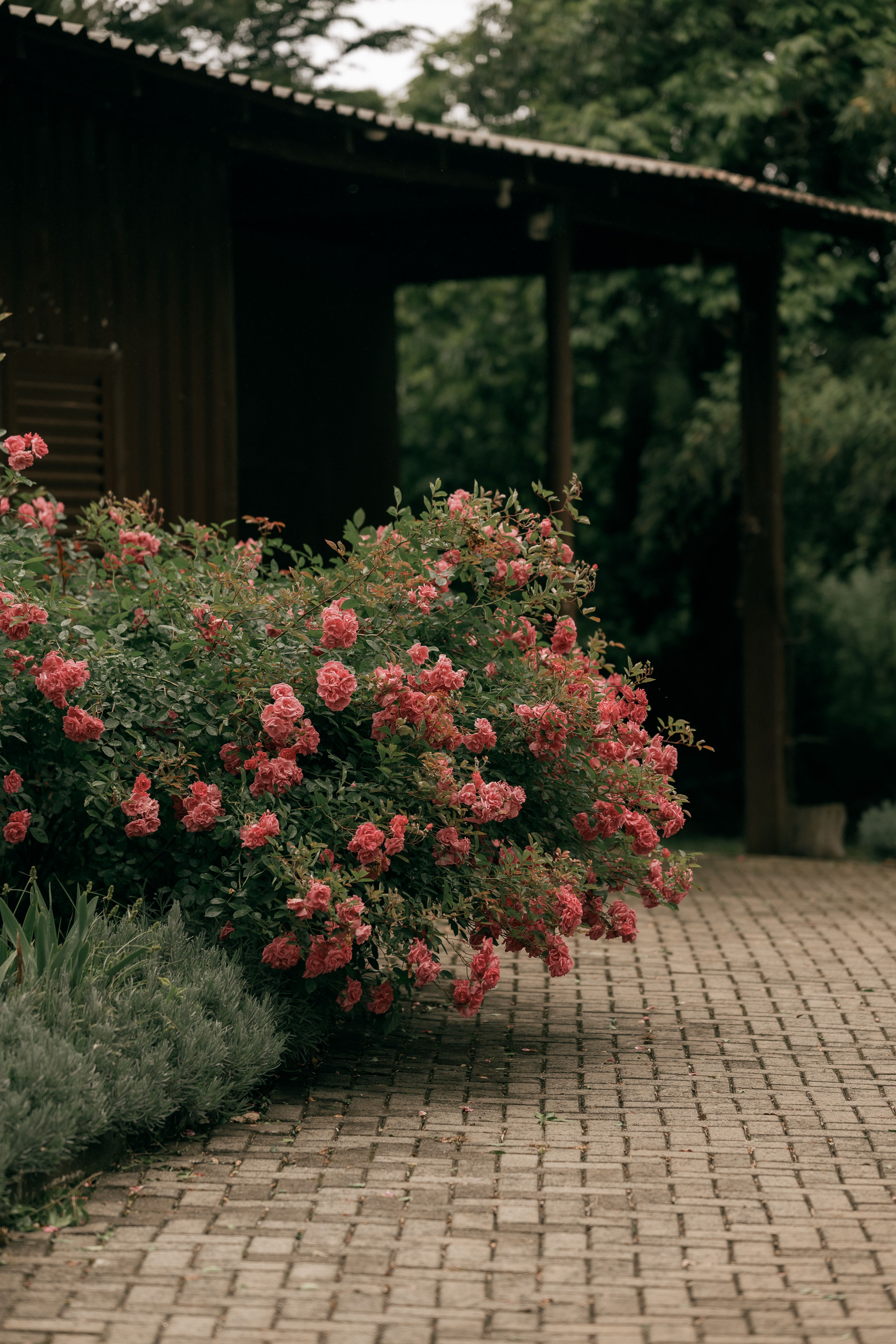 Charming Garden Path with Blooming Pink Roses · Free Stock Photo