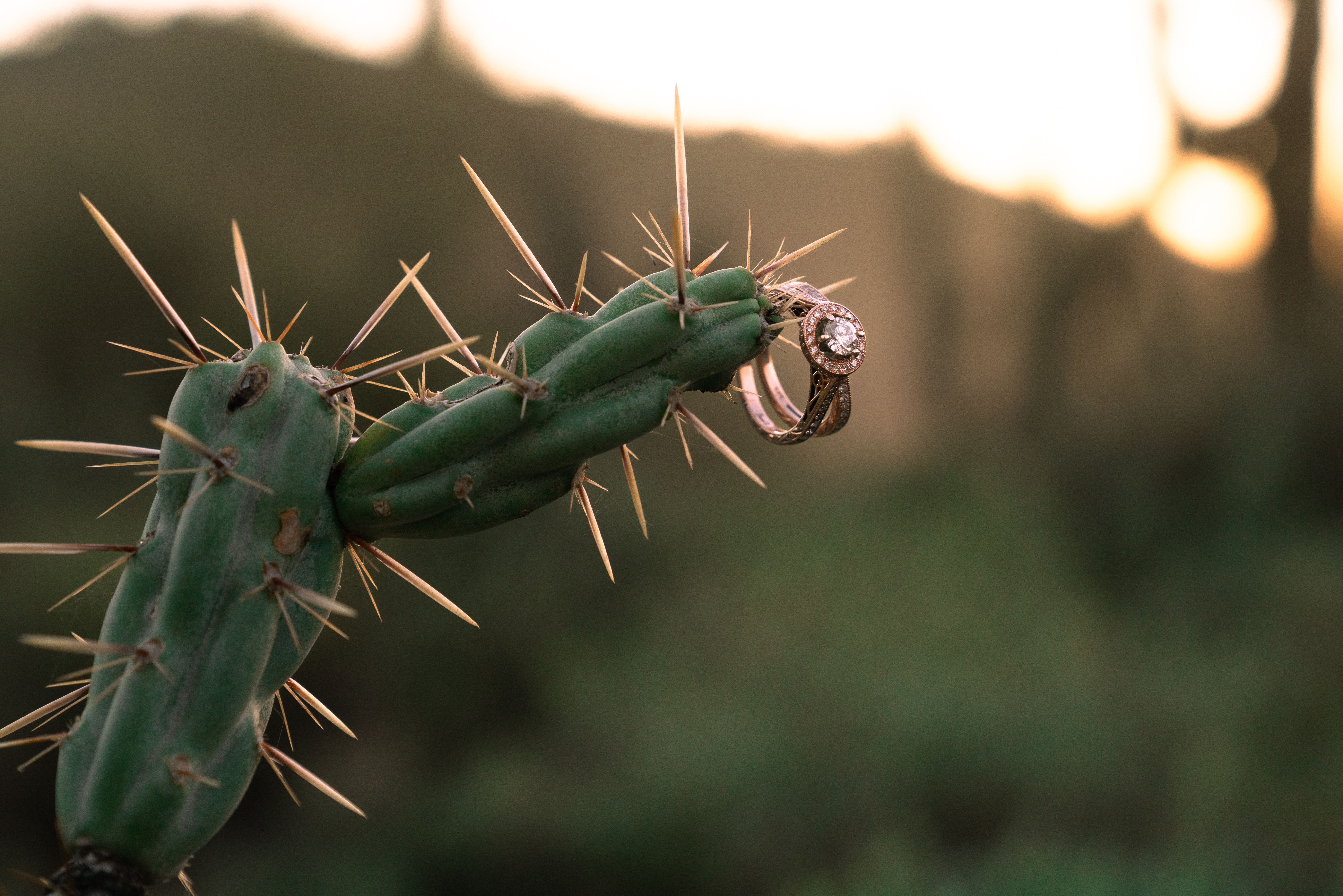 Diamond Engagement Ring on Cactus at Sunset · Free Stock Photo