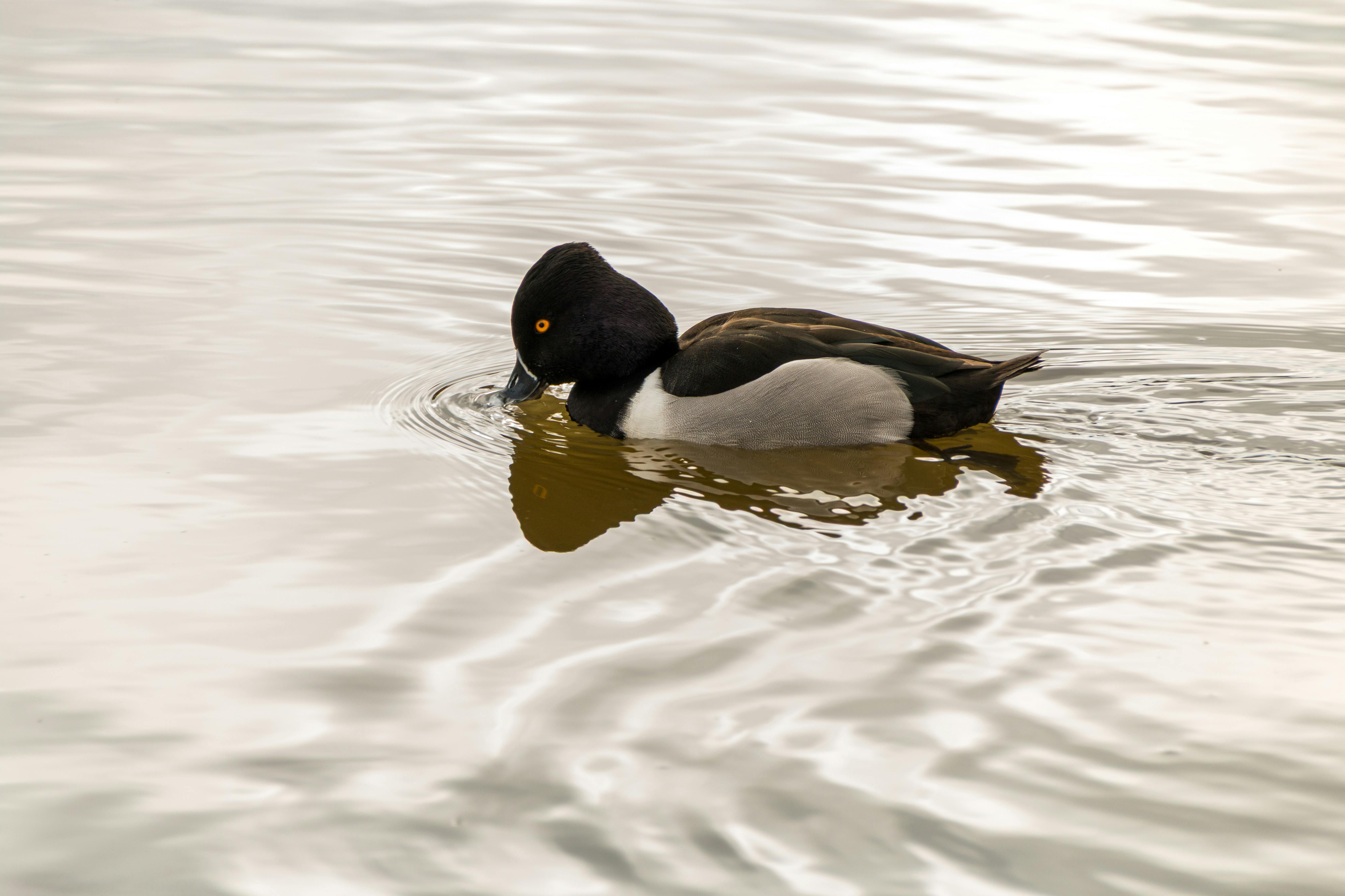 Netspend+Corp+Portal+Images Photos, Download The BEST Free Netspend ...