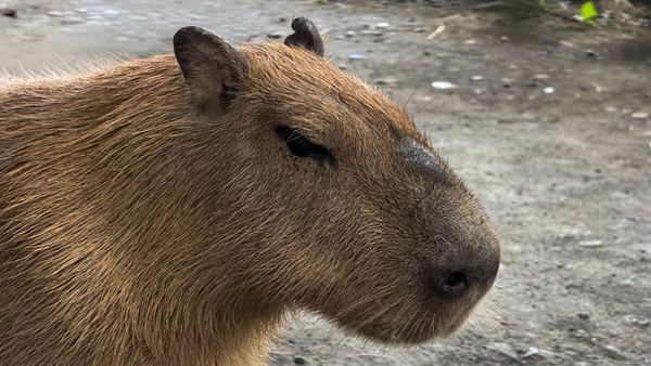 Capybara Face Photos, Download The BEST Free Capybara Face Stock Photos ...