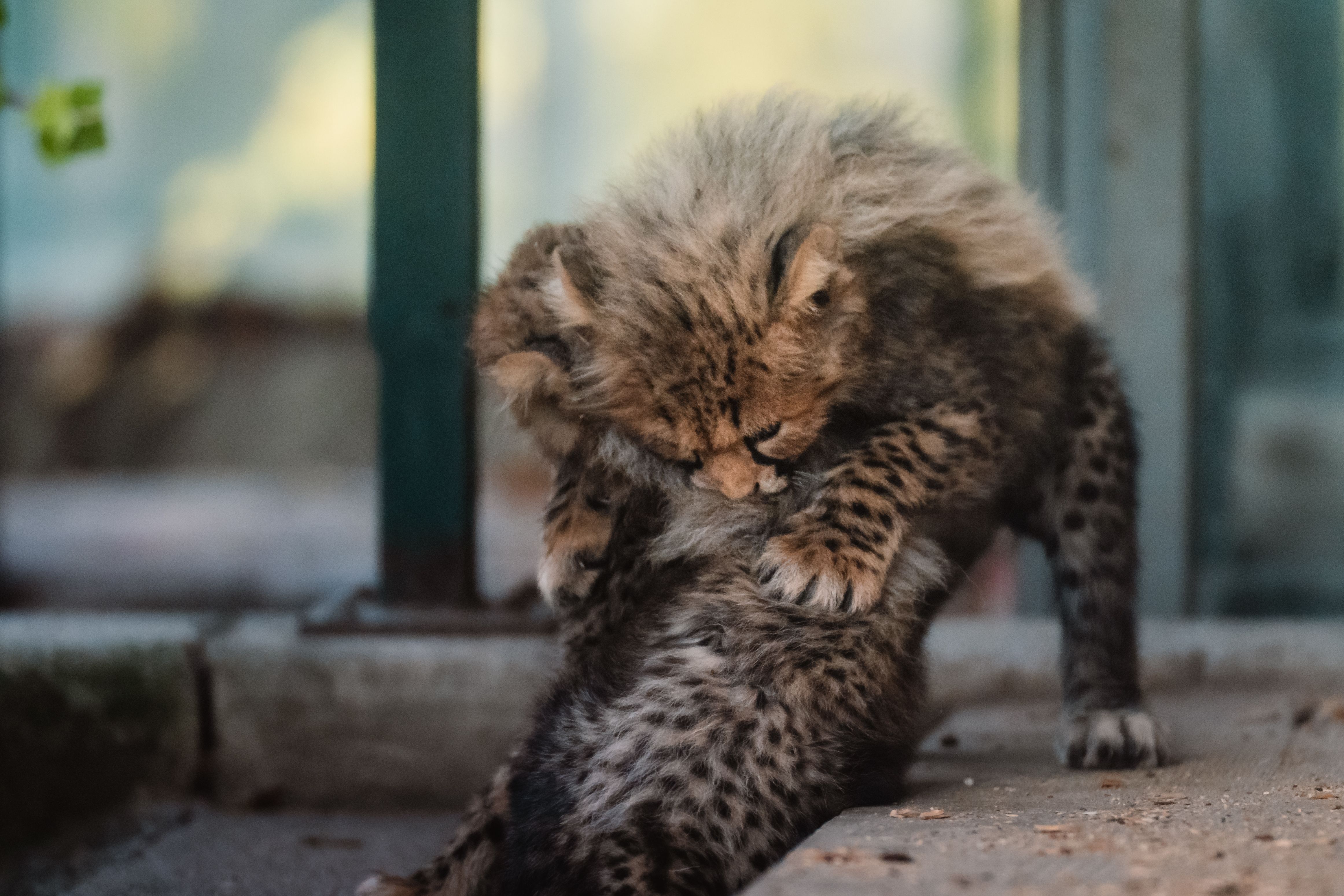 Playful Cheetah Cubs Engaging in Adorable Antics · Free Stock Photo