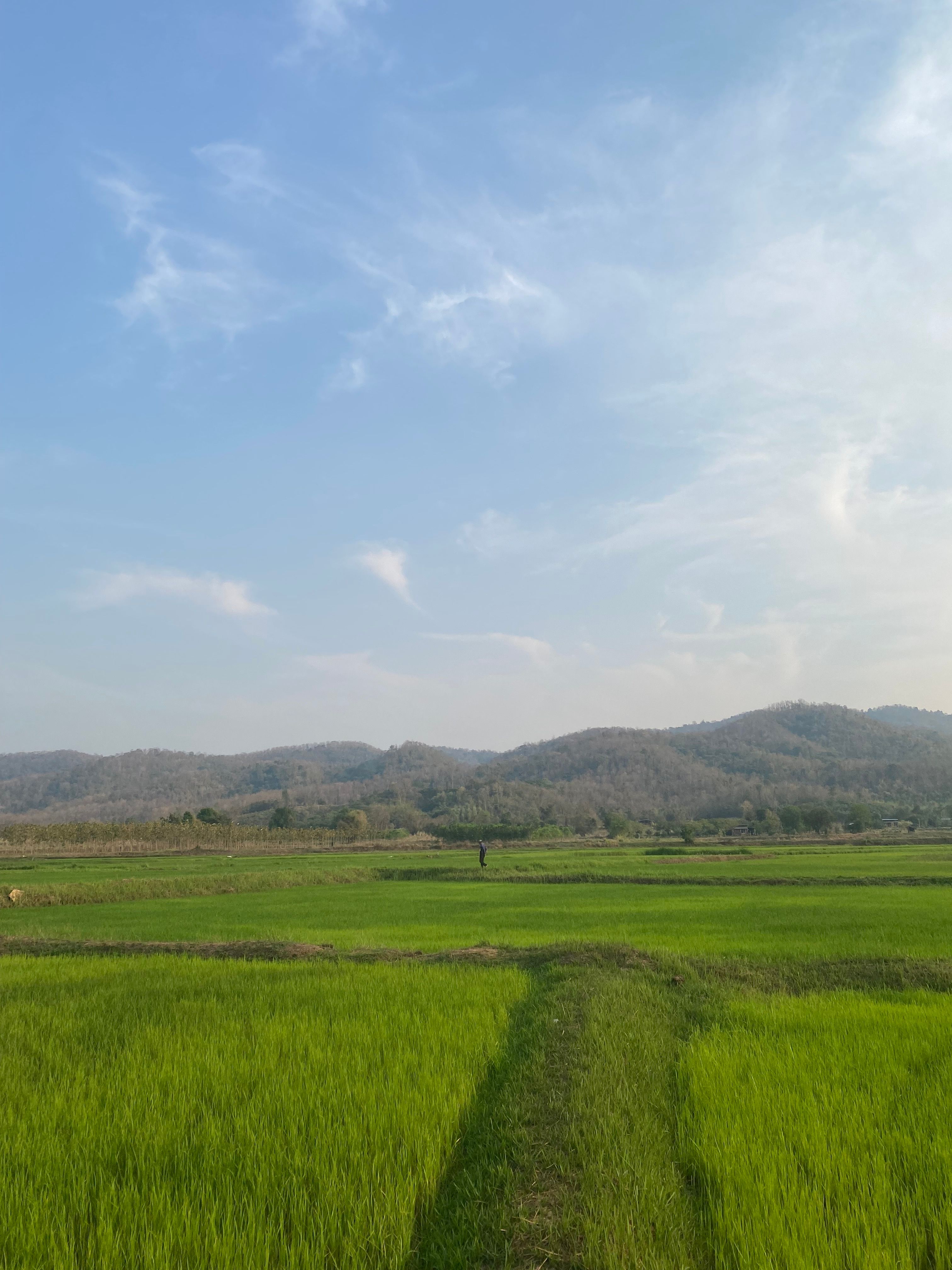 Lush Green Rice Fields with Mountain View · Free Stock Photo