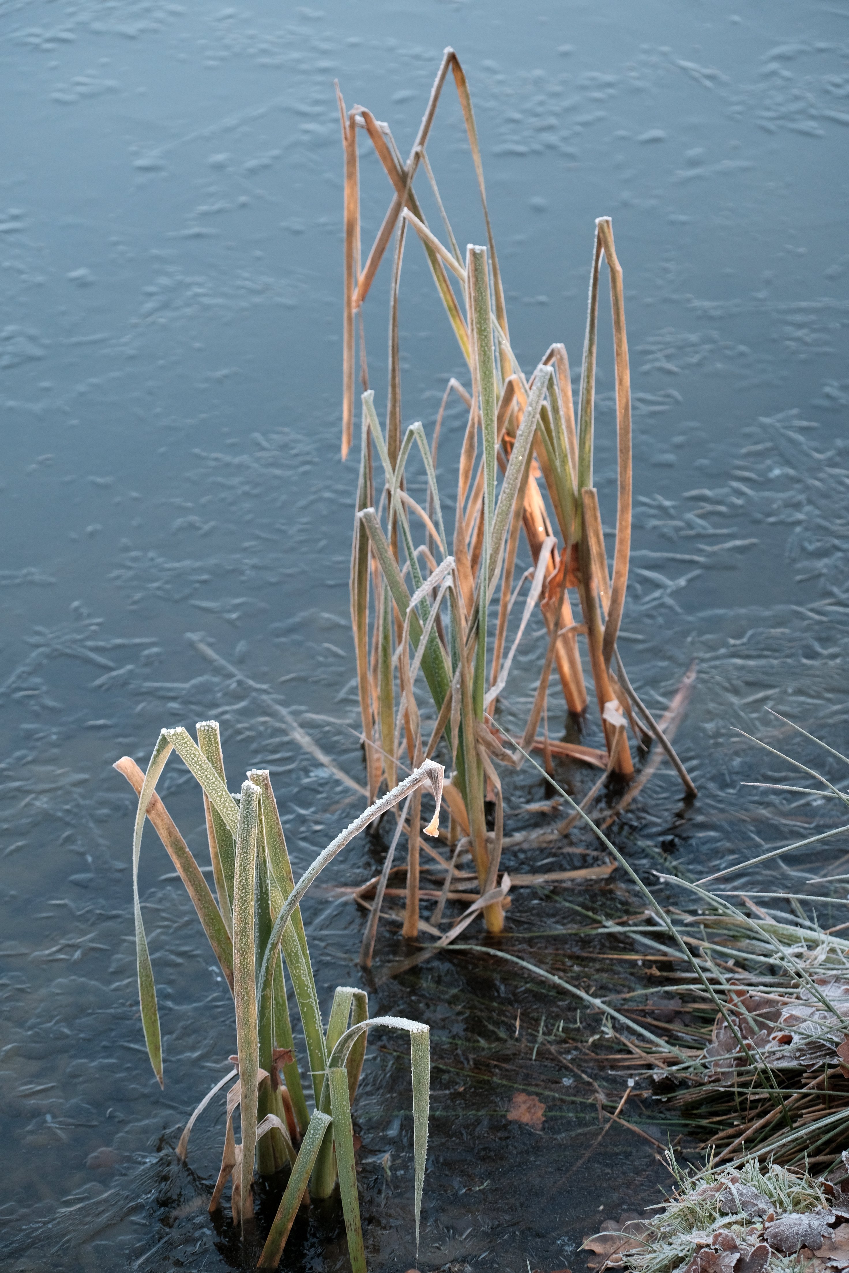 Frosty Plant Stems Emerging from Frozen Water · Free Stock Photo