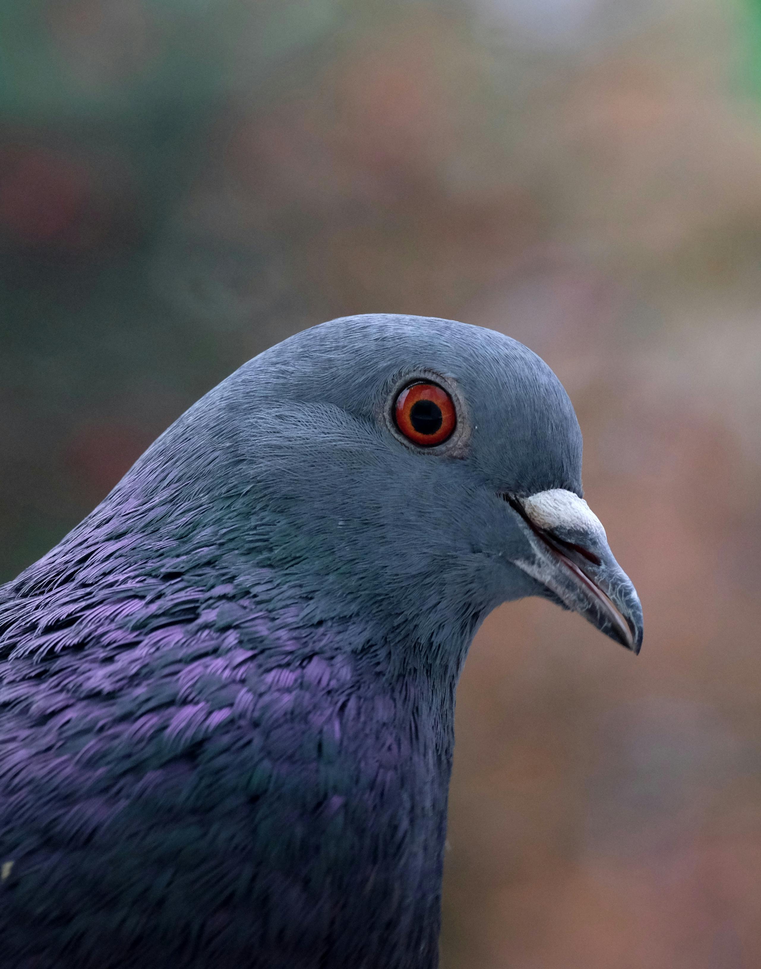 Close-up Portrait of a Rock Pigeon · Free Stock Photo