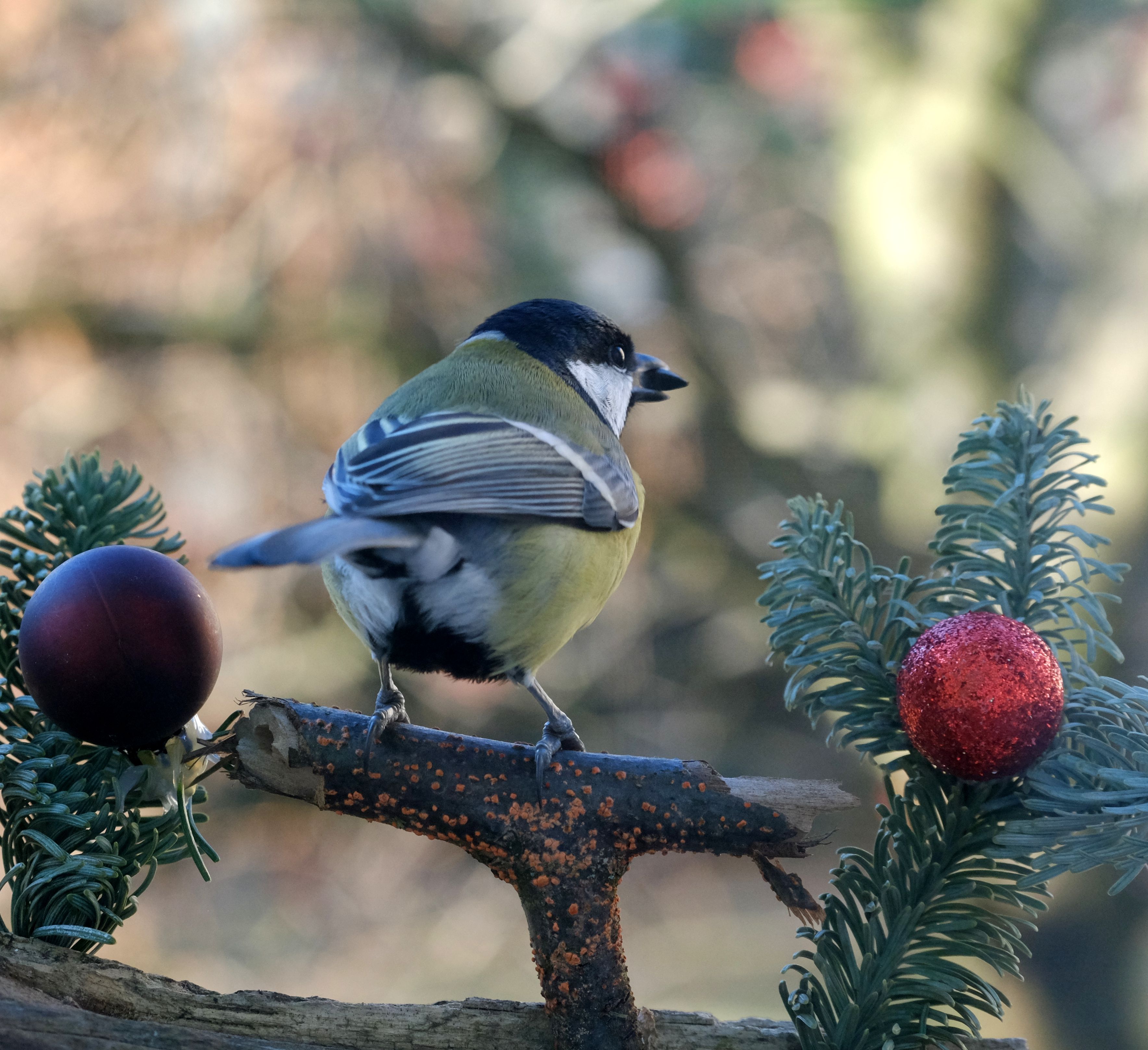 Christmas Decor Png Animation Photos, Download The BEST Free Christmas ...