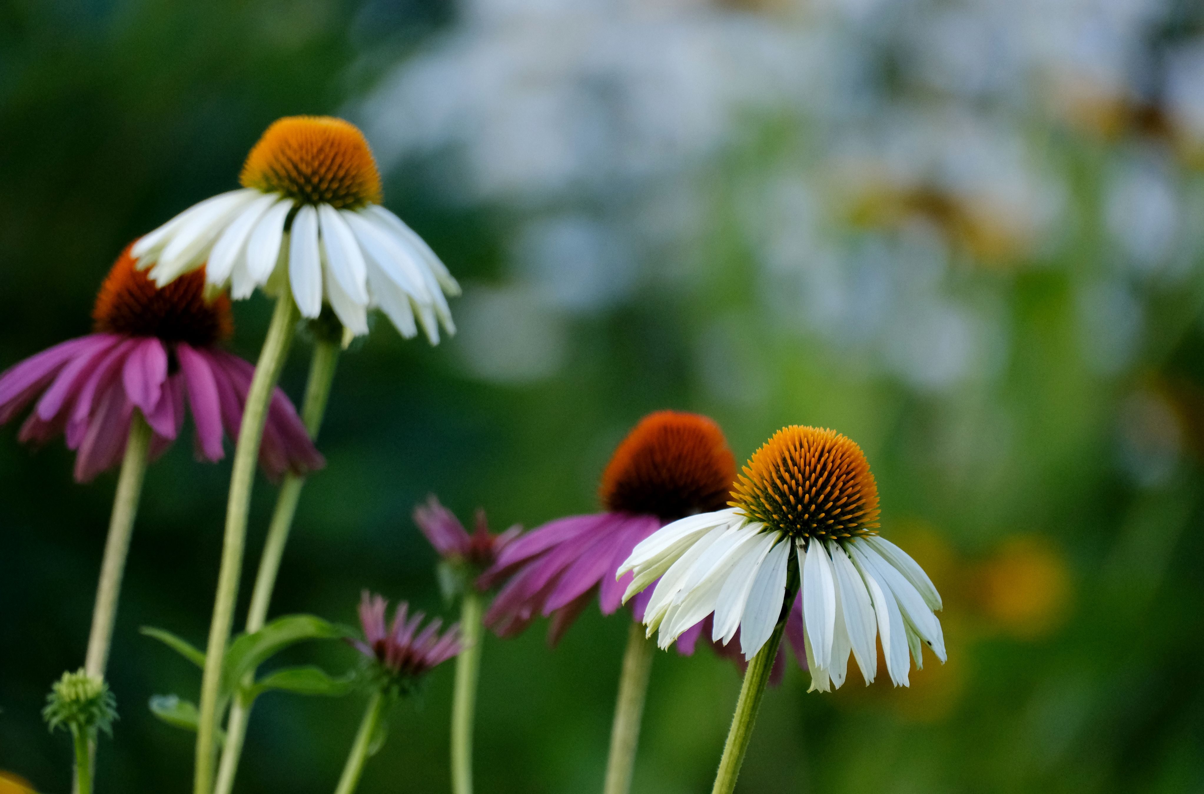 Close-up of White Coneflower (Echinacea) in Bloom · Free Stock Photo