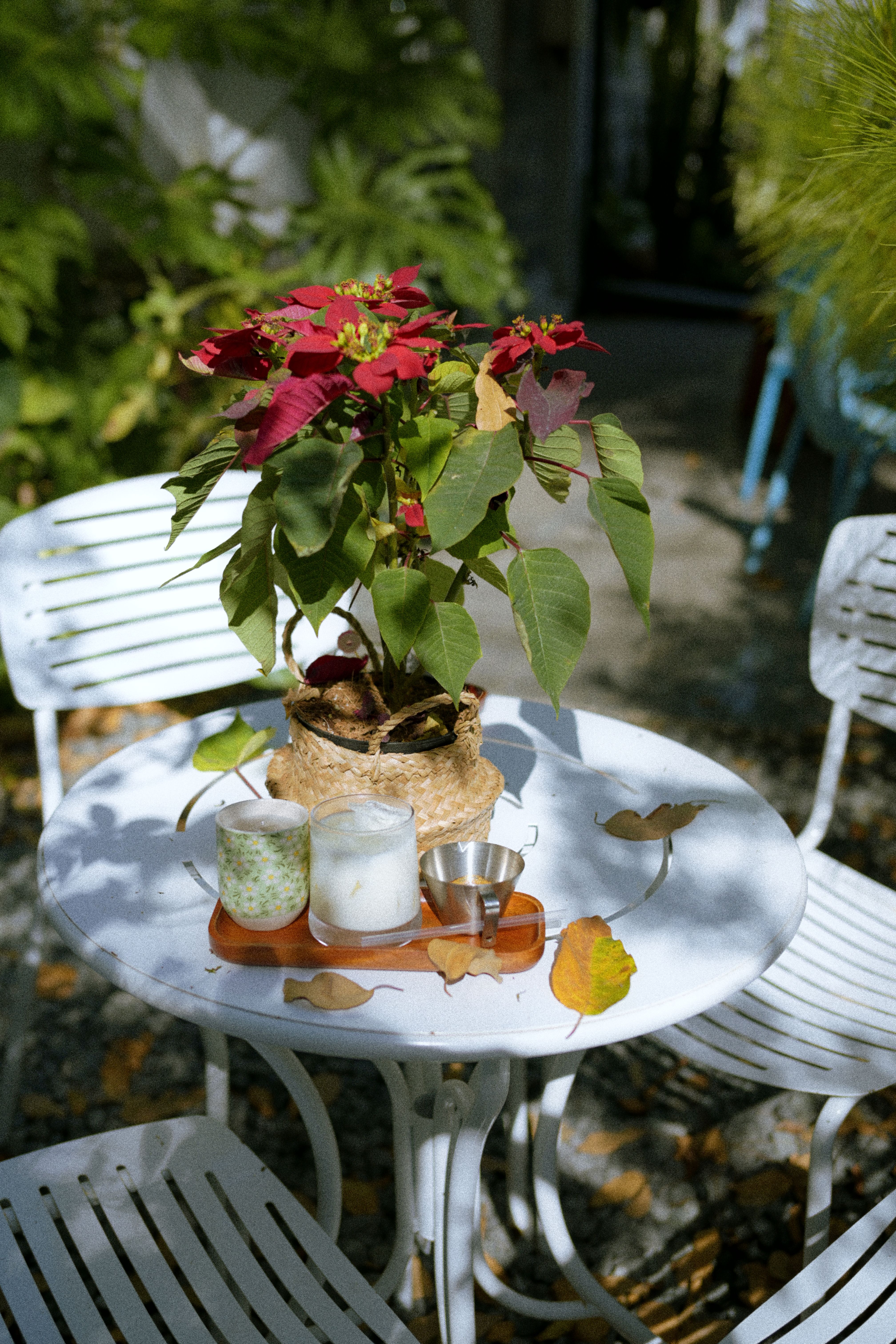 Outdoor Patio Scene with Poinsettia Plant · Free Stock Photo