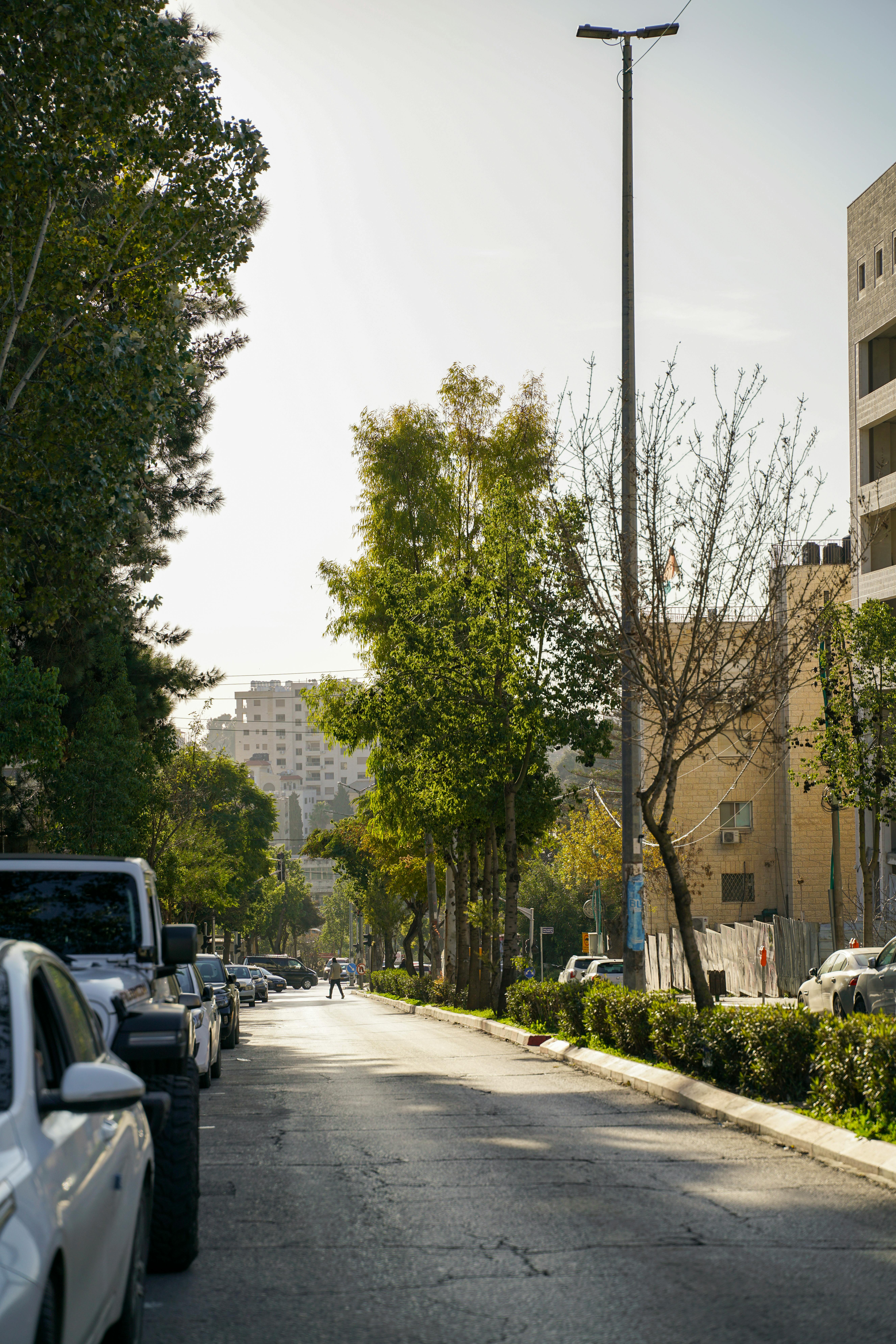Tree-Lined Street in Ramallah on a Sunny Day · Free Stock Photo