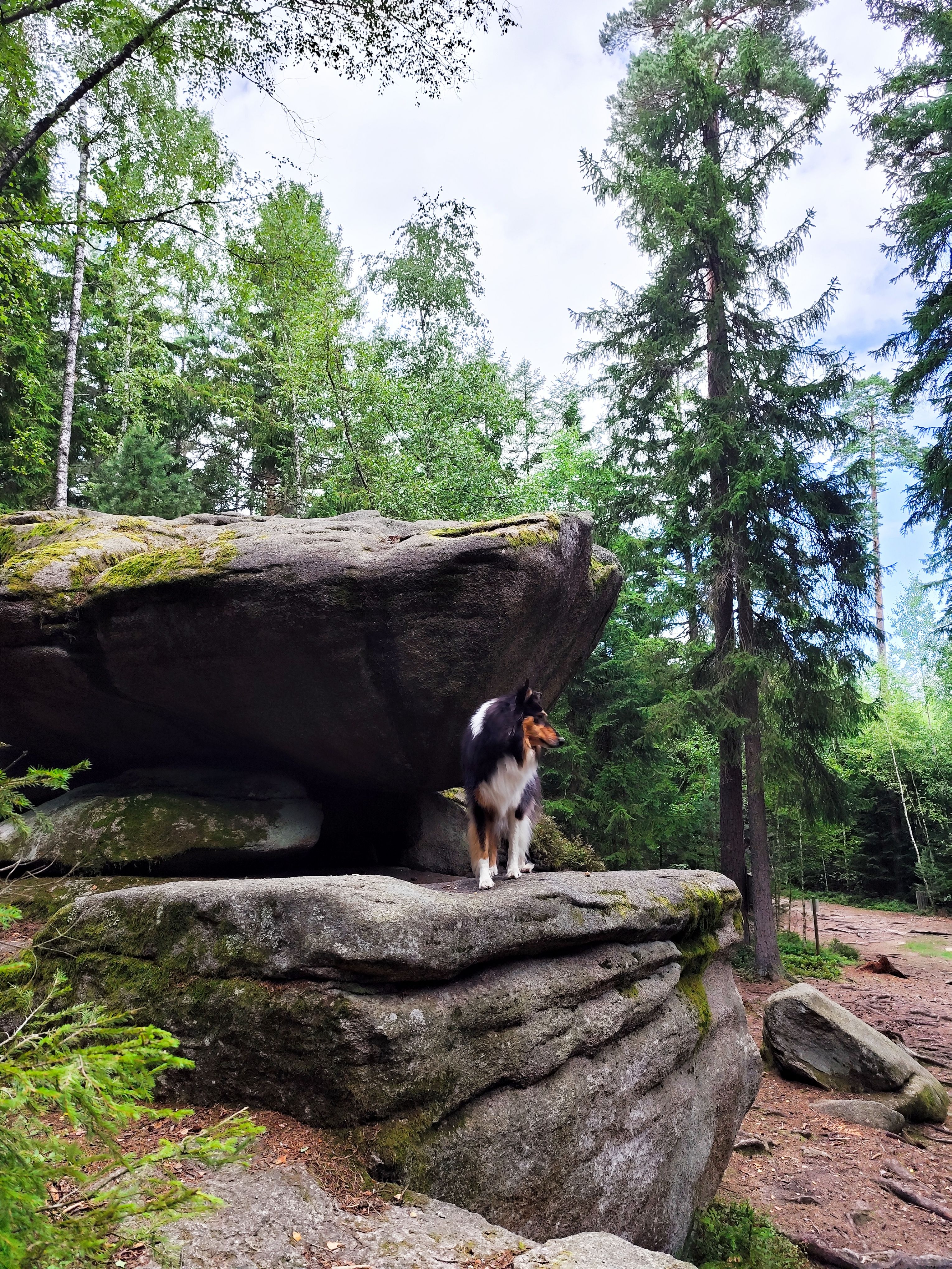 Collie Dog Standing on Forest Rock Formation · Free Stock Photo
