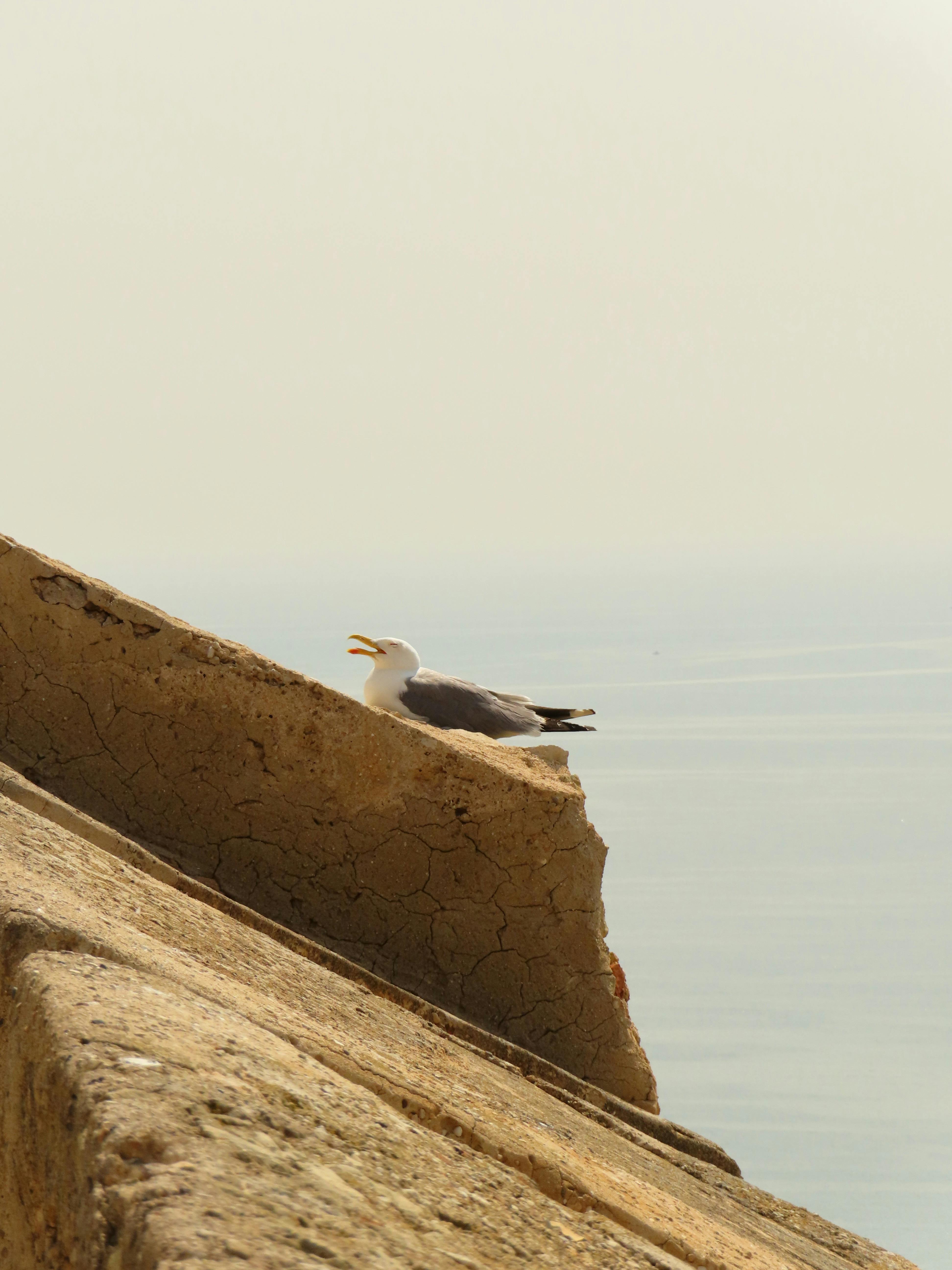 Seagull Resting on Cliff Edge with Ocean View · Free Stock Photo