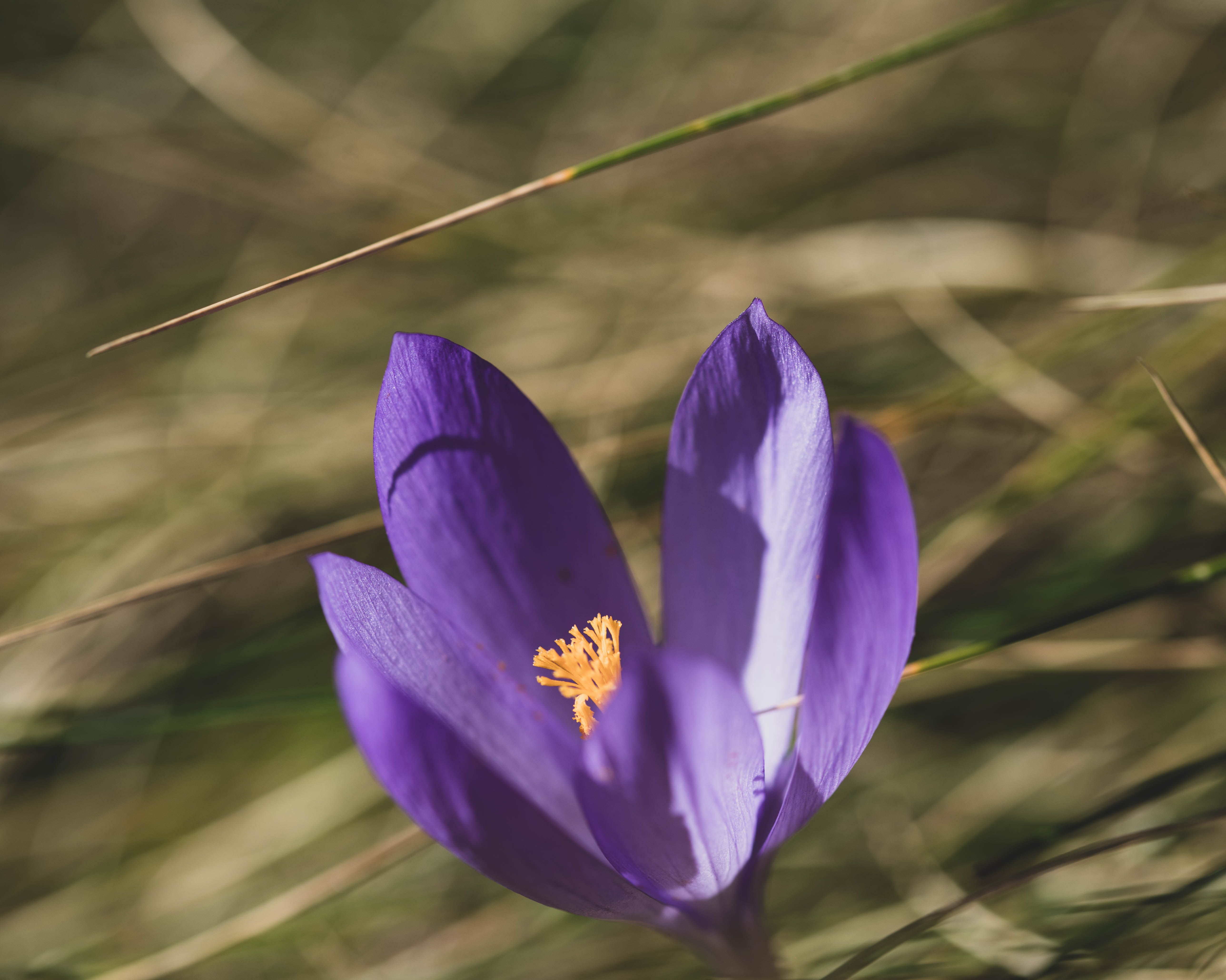 Close-Up of Purple Crocus Flower in Bloom · Free Stock Photo