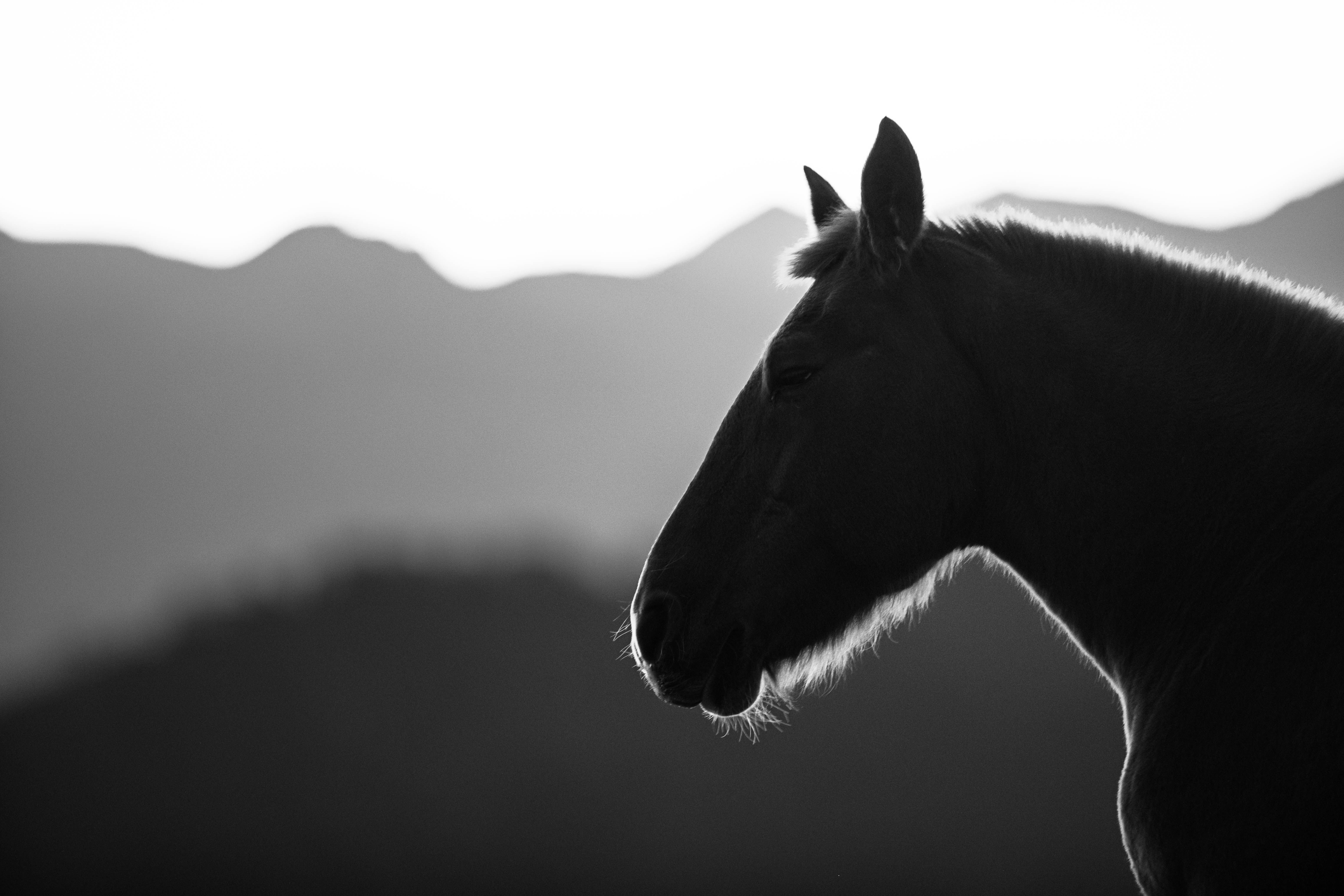 Grayscale Photo of Horse · Free Stock Photo