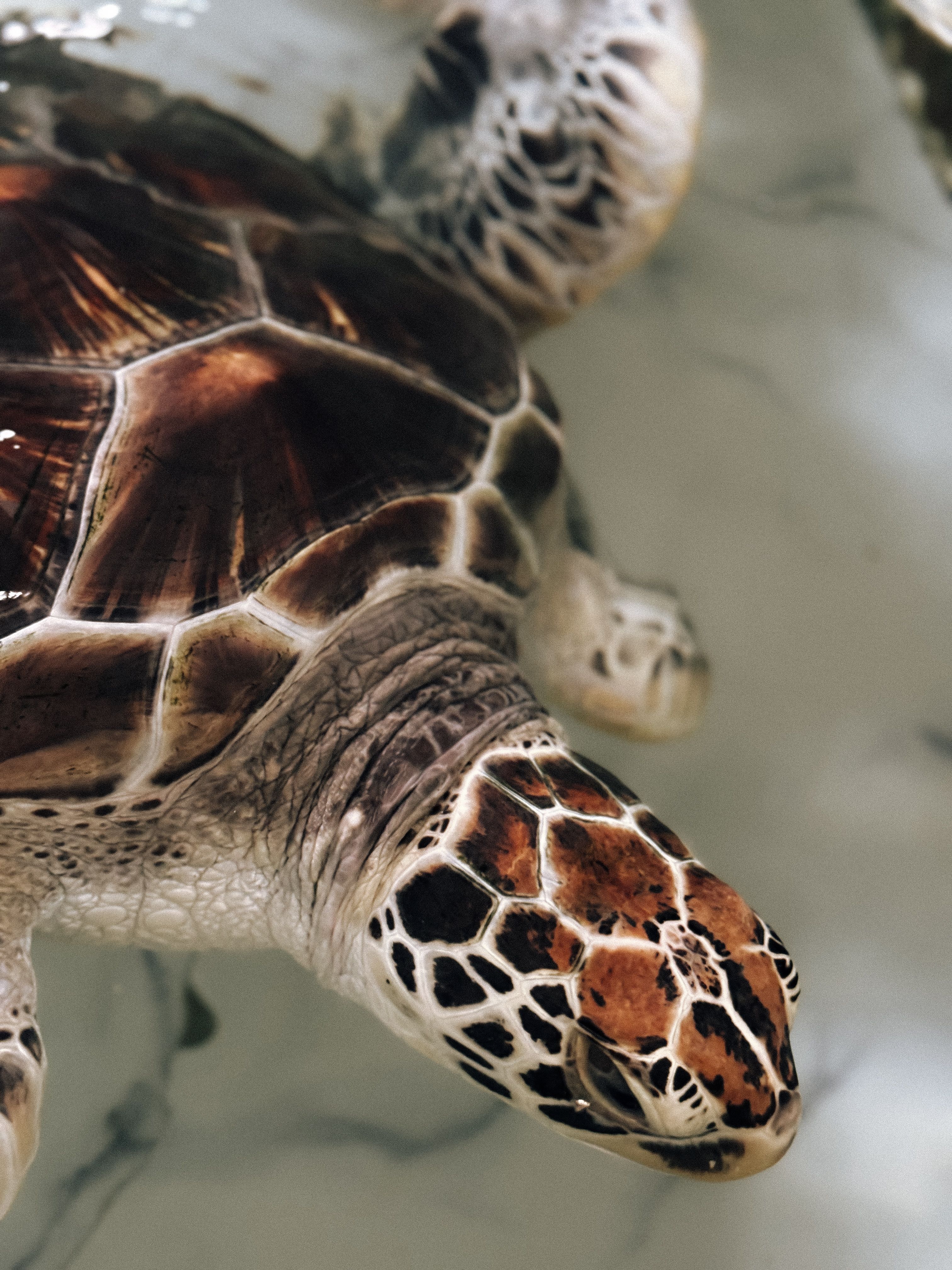 Aesthetic Turtle Photos, Download The BEST Free Aesthetic Turtle Stock ...