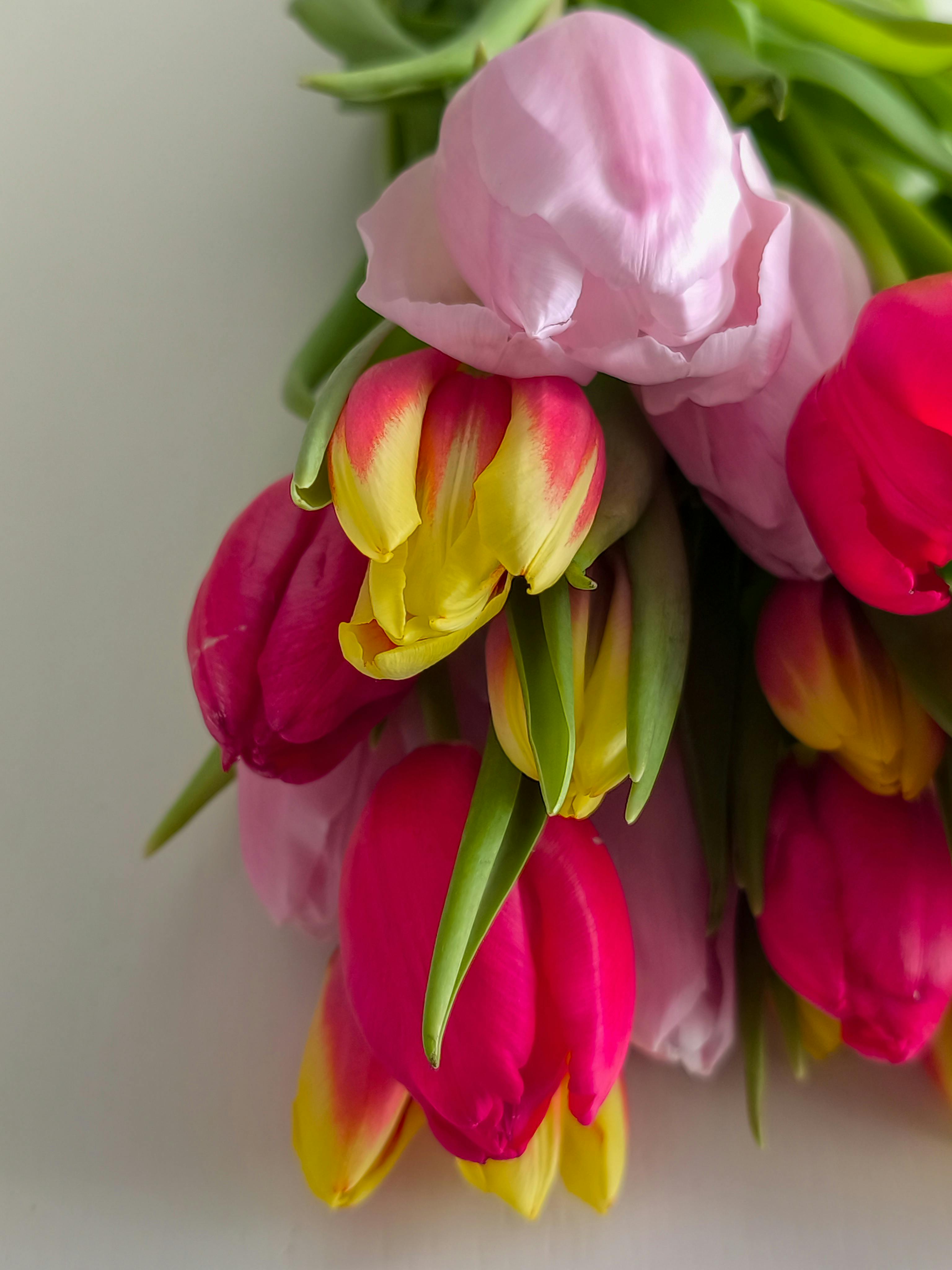 Vibrant Spring Tulips Bouquet in Deutschland · Free Stock Photo