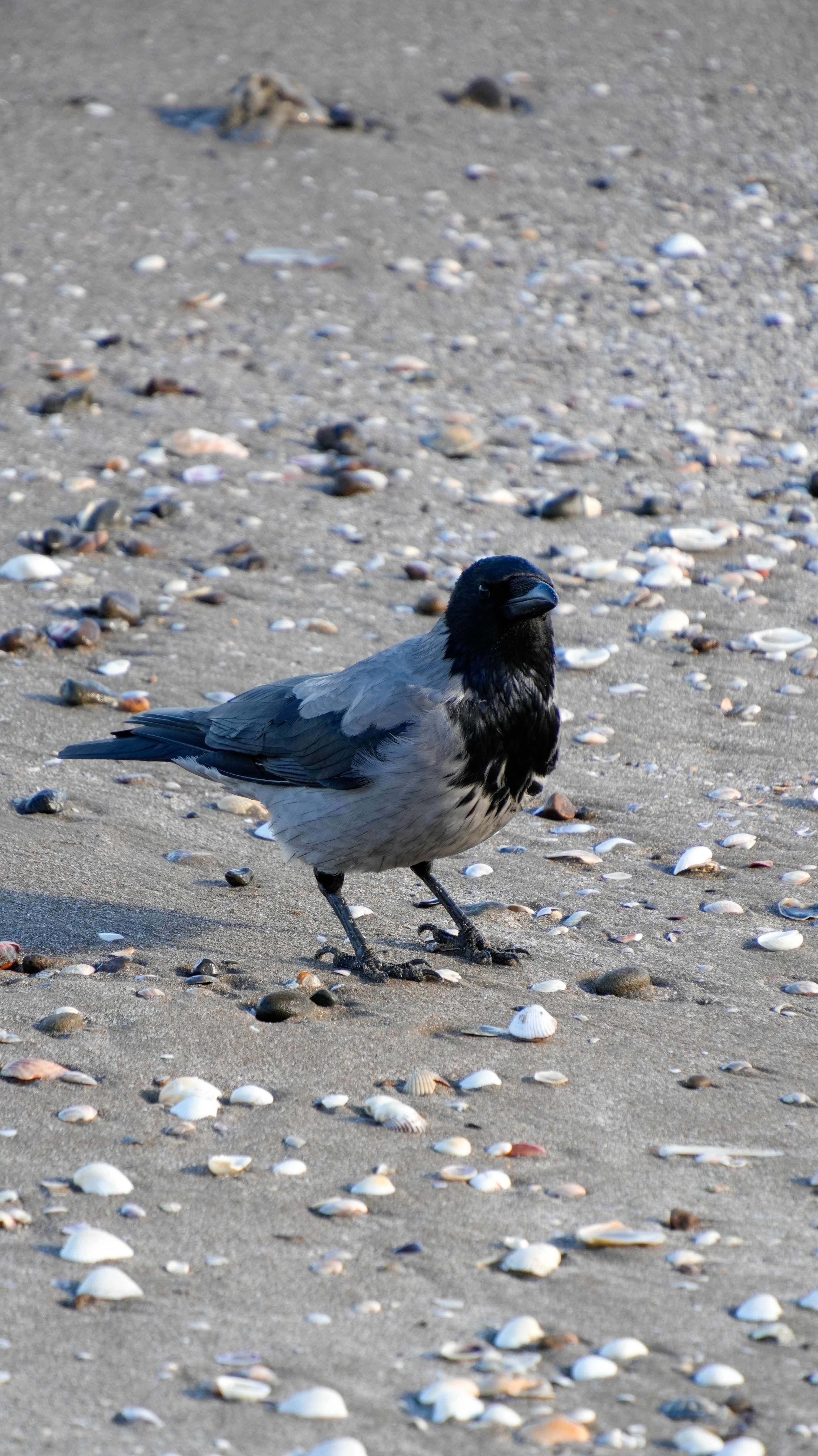 Hooded Crow on Pebble Beach Shoreline · Free Stock Photo