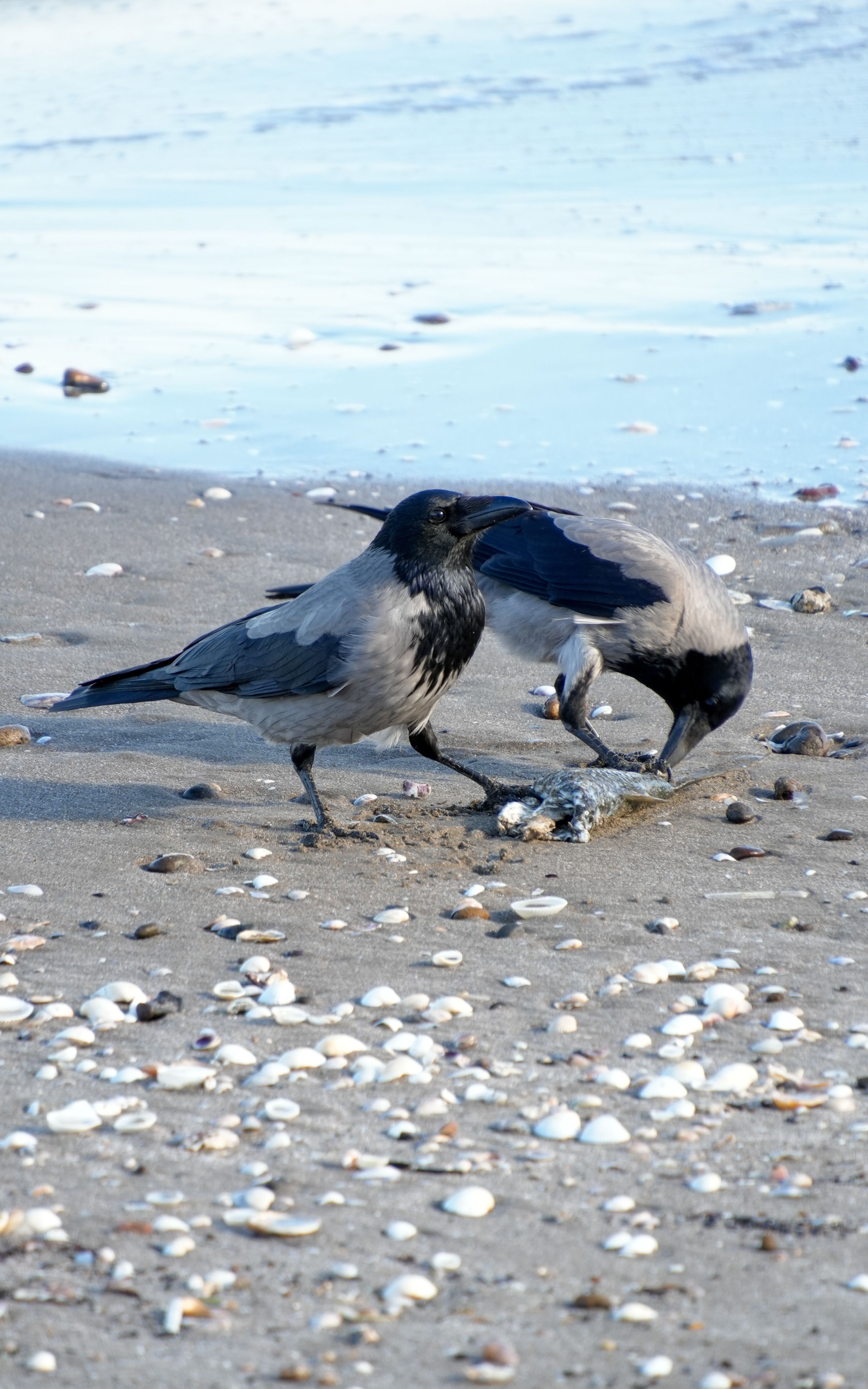 Hooded Crows on a Sandy Beach Shoreline · Free Stock Photo