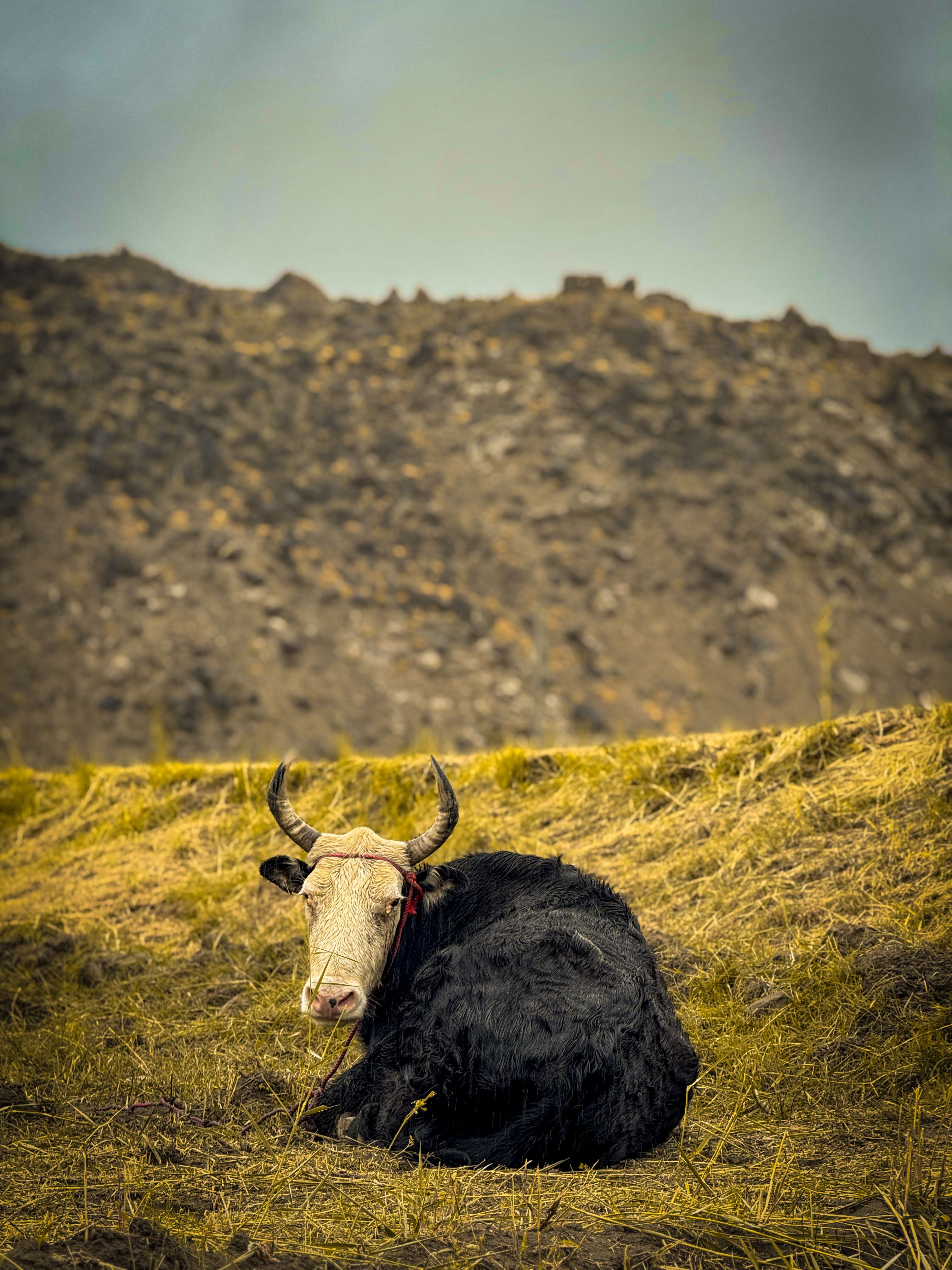 Yak Photos, Download The BEST Free Yak Stock Photos & HD Images