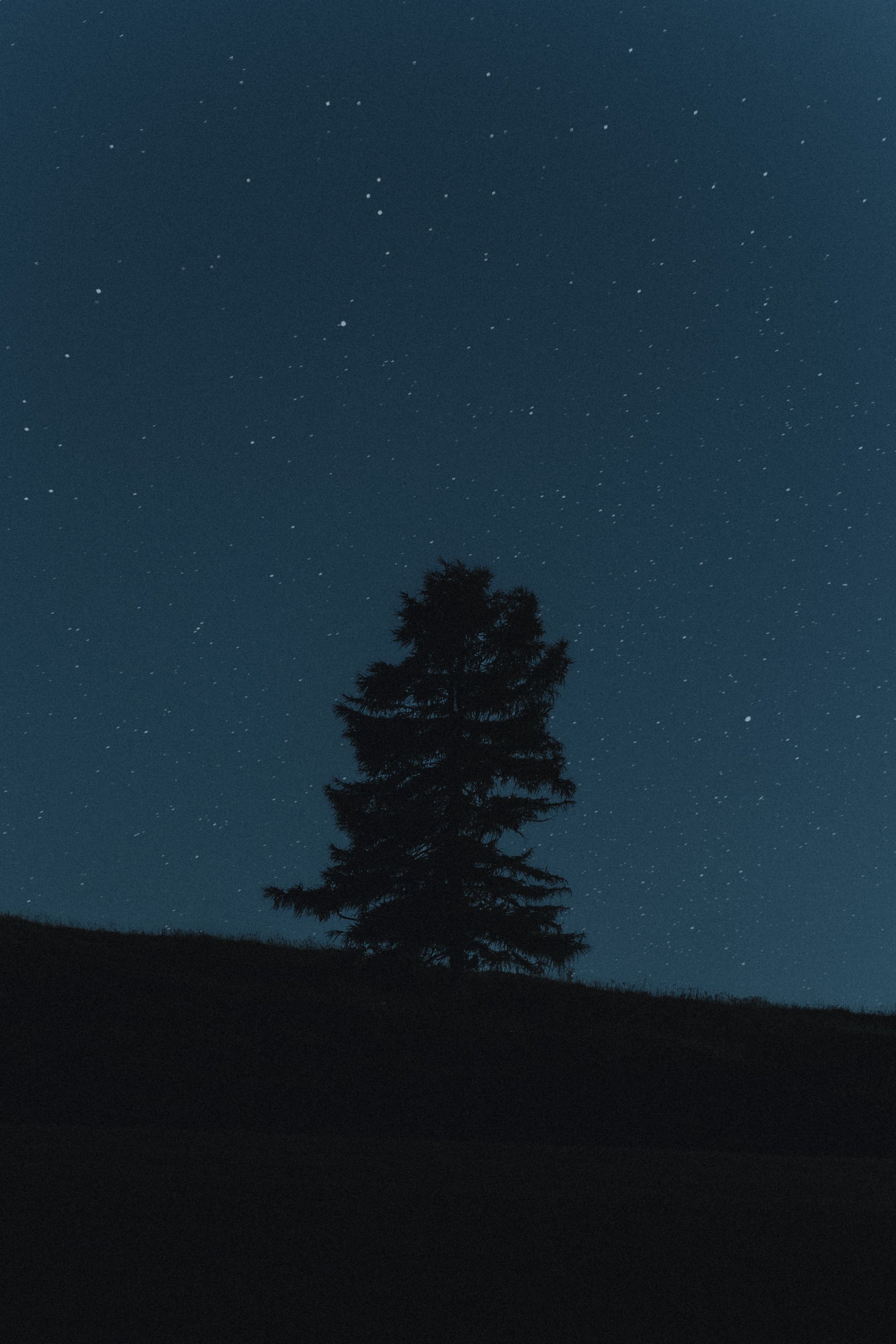 Night Sky with Lone Tree in Vysoké Tatry · Free Stock Photo