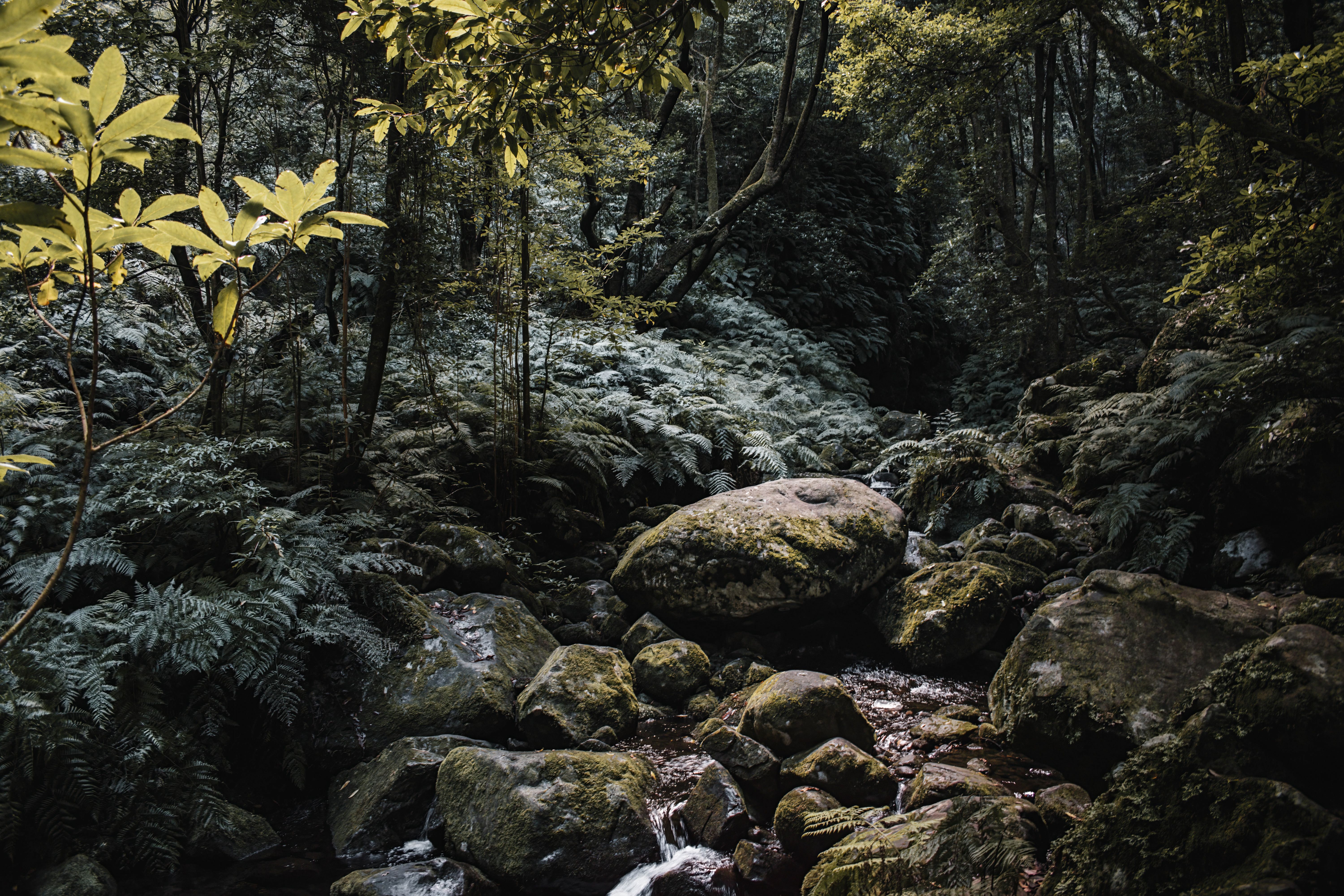Natural Vegetation Photos, Download The BEST Free Natural Vegetation ...
