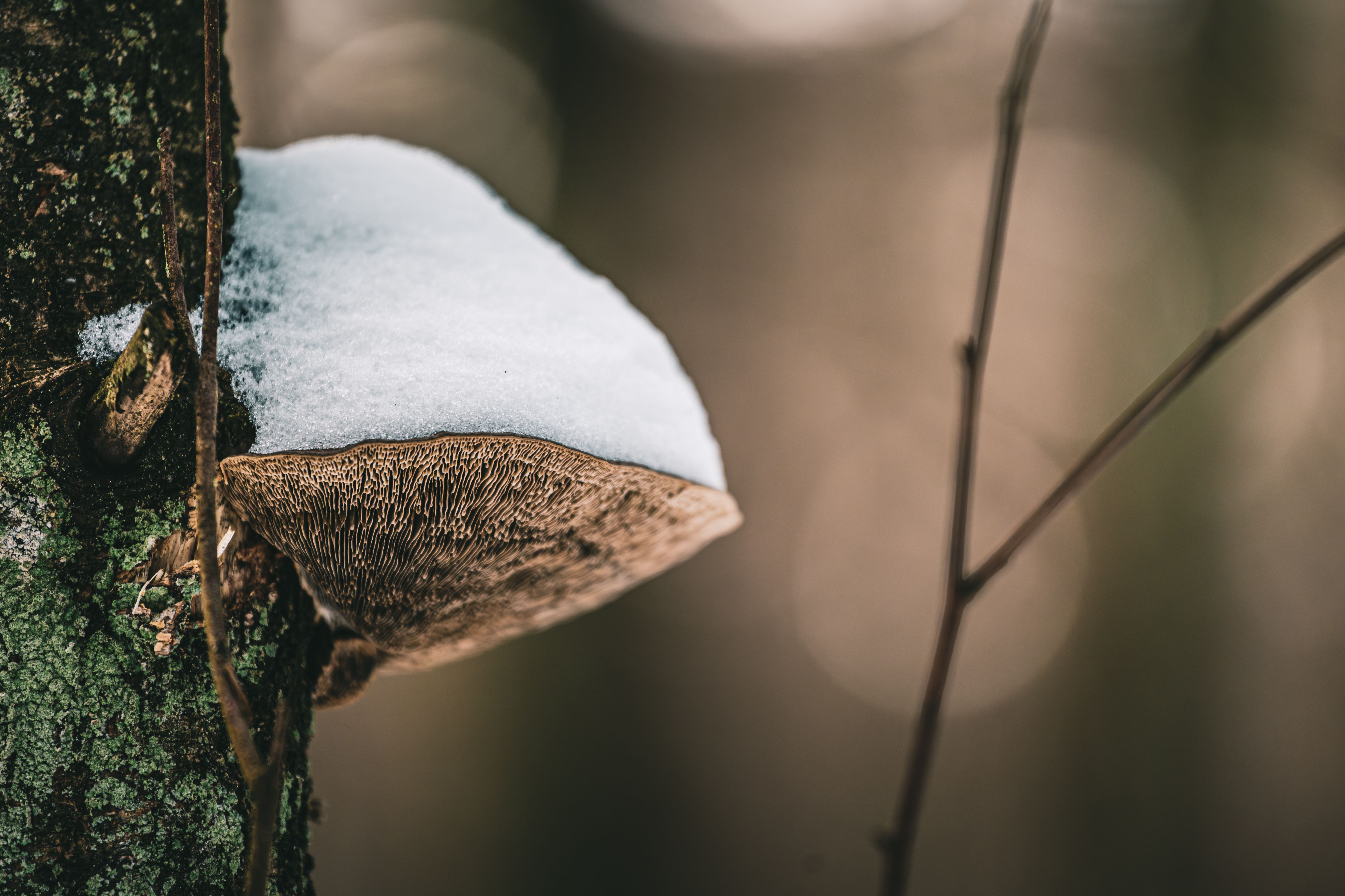 Snow-Covered Mushroom on Tree in Forest · Free Stock Photo