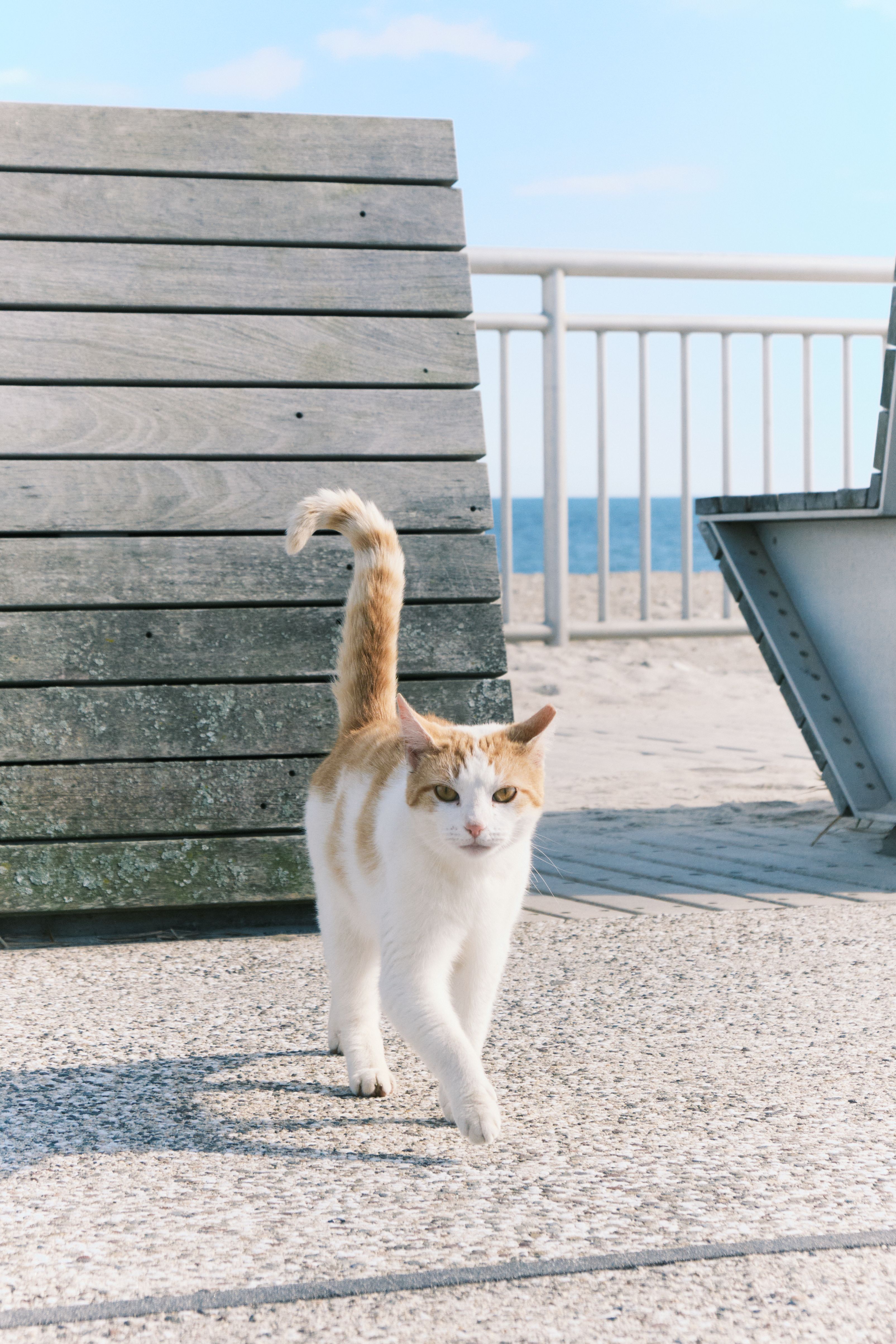 Cat Reaction Photos, Download The BEST Free Cat Reaction Stock Photos ...