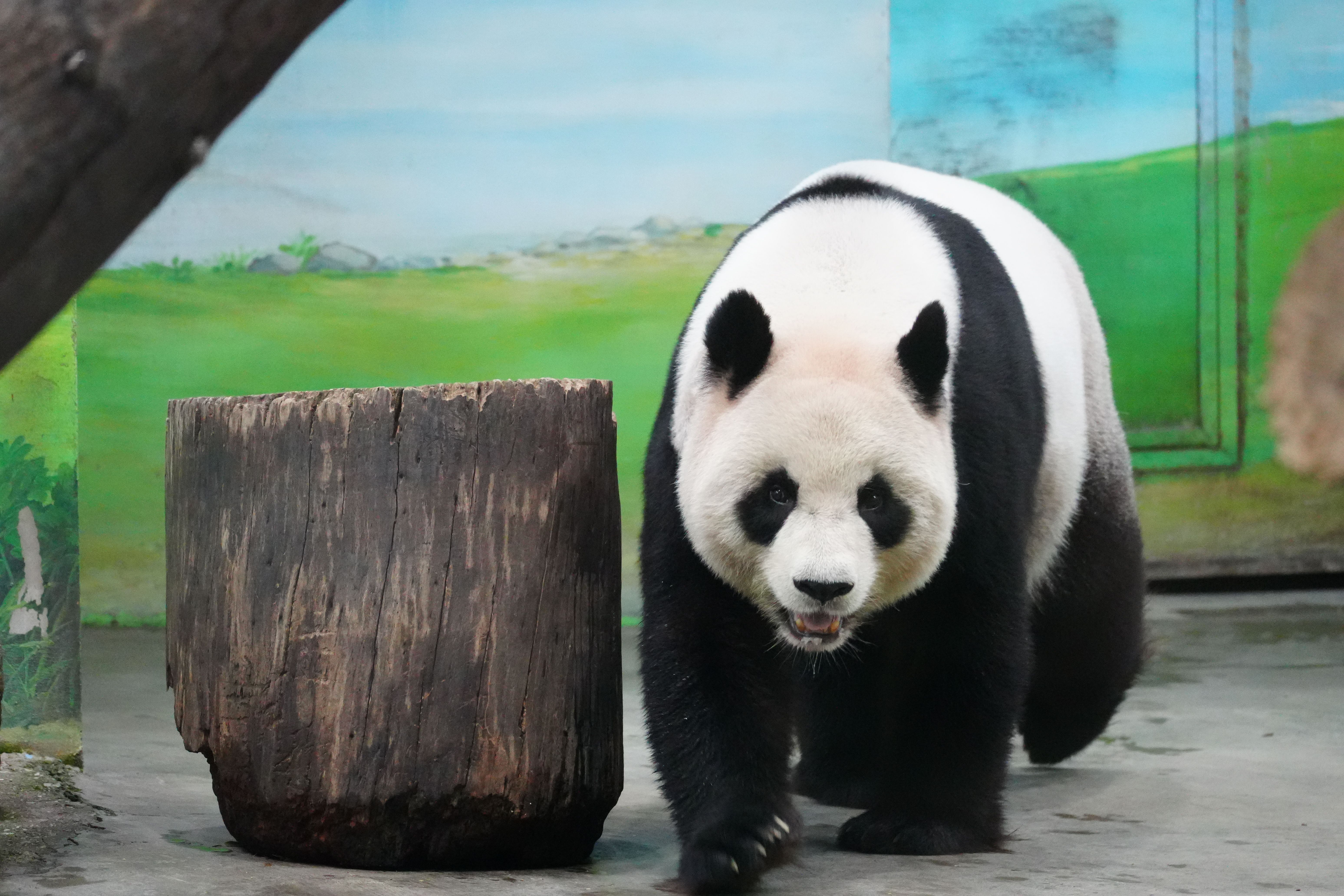 Giant Panda in Zoo Habitat with Log · Free Stock Photo