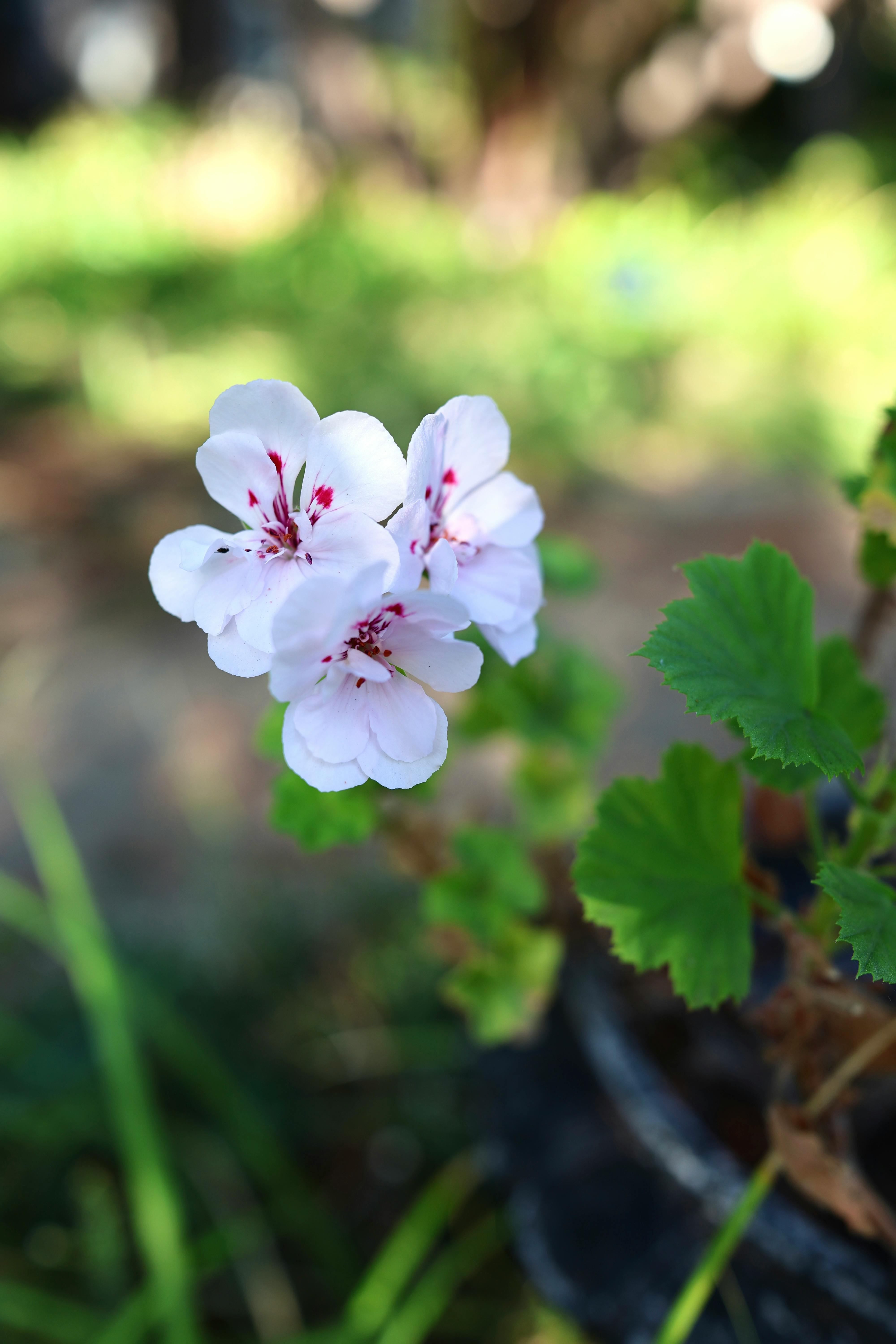 House+.+Com Photos, Download The BEST Free House+.+Com Stock Photos ...