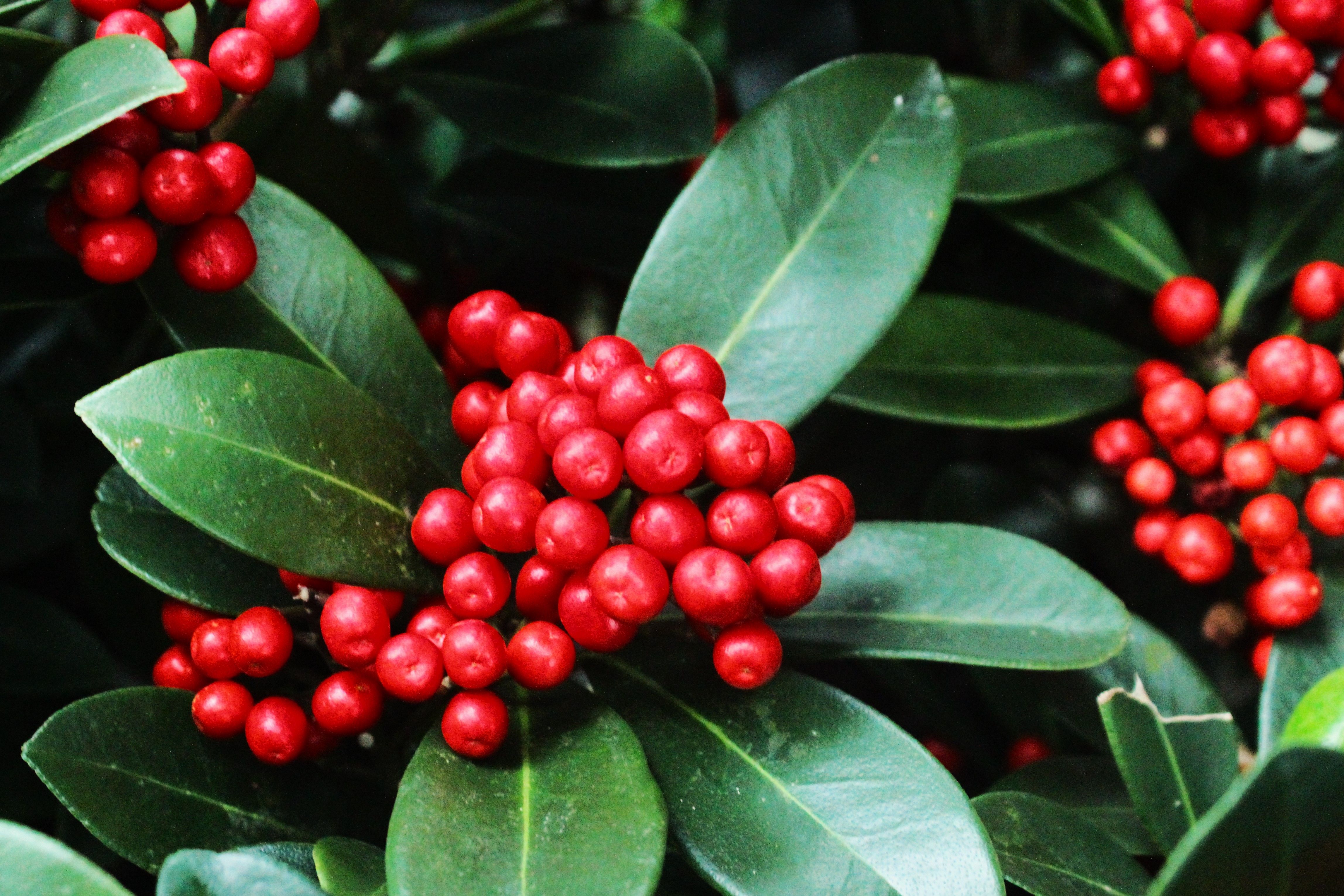 Close Up Photography of Red Round Fruit · Free Stock Photo