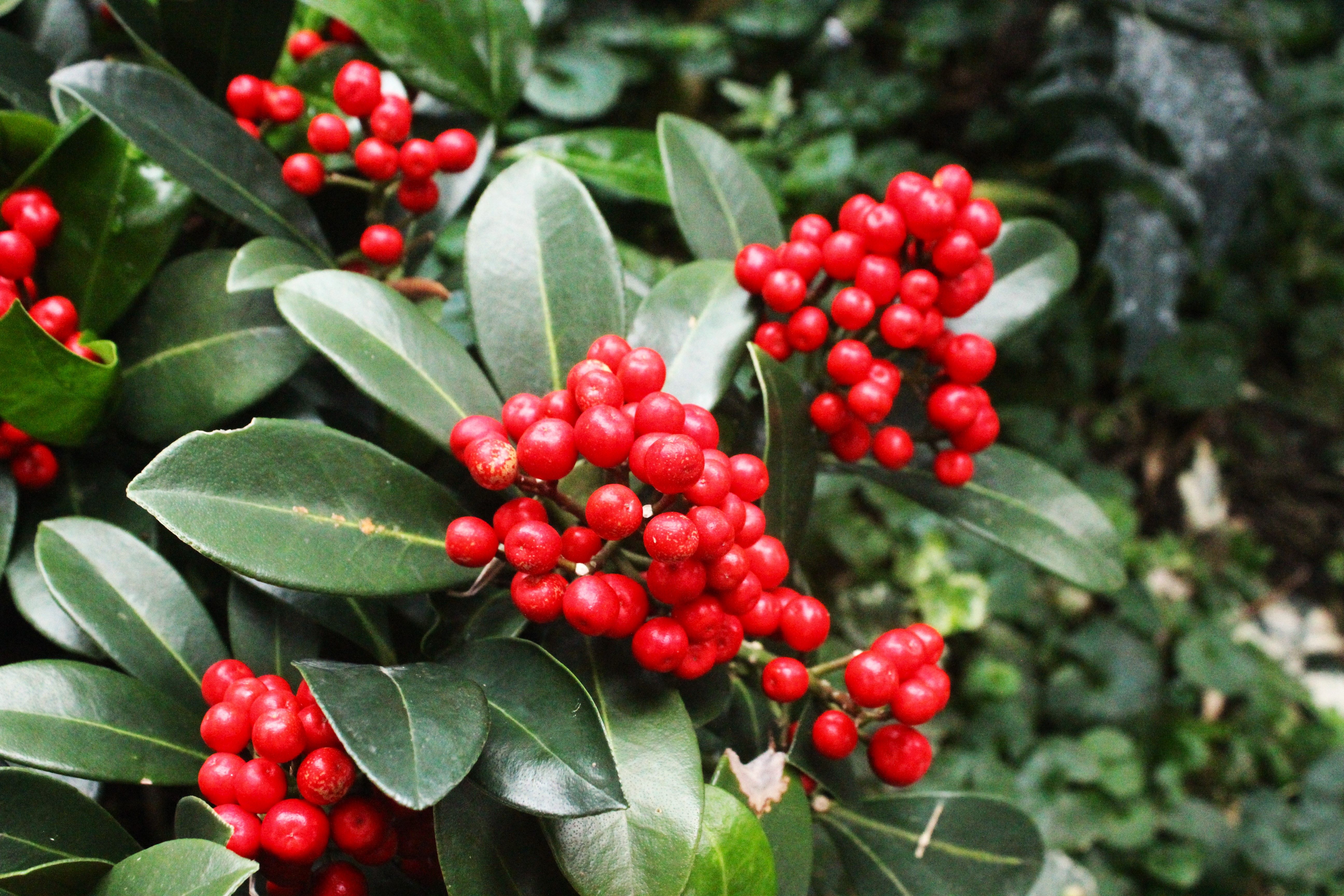 Close Up Photography of Red Round Fruit · Free Stock Photo