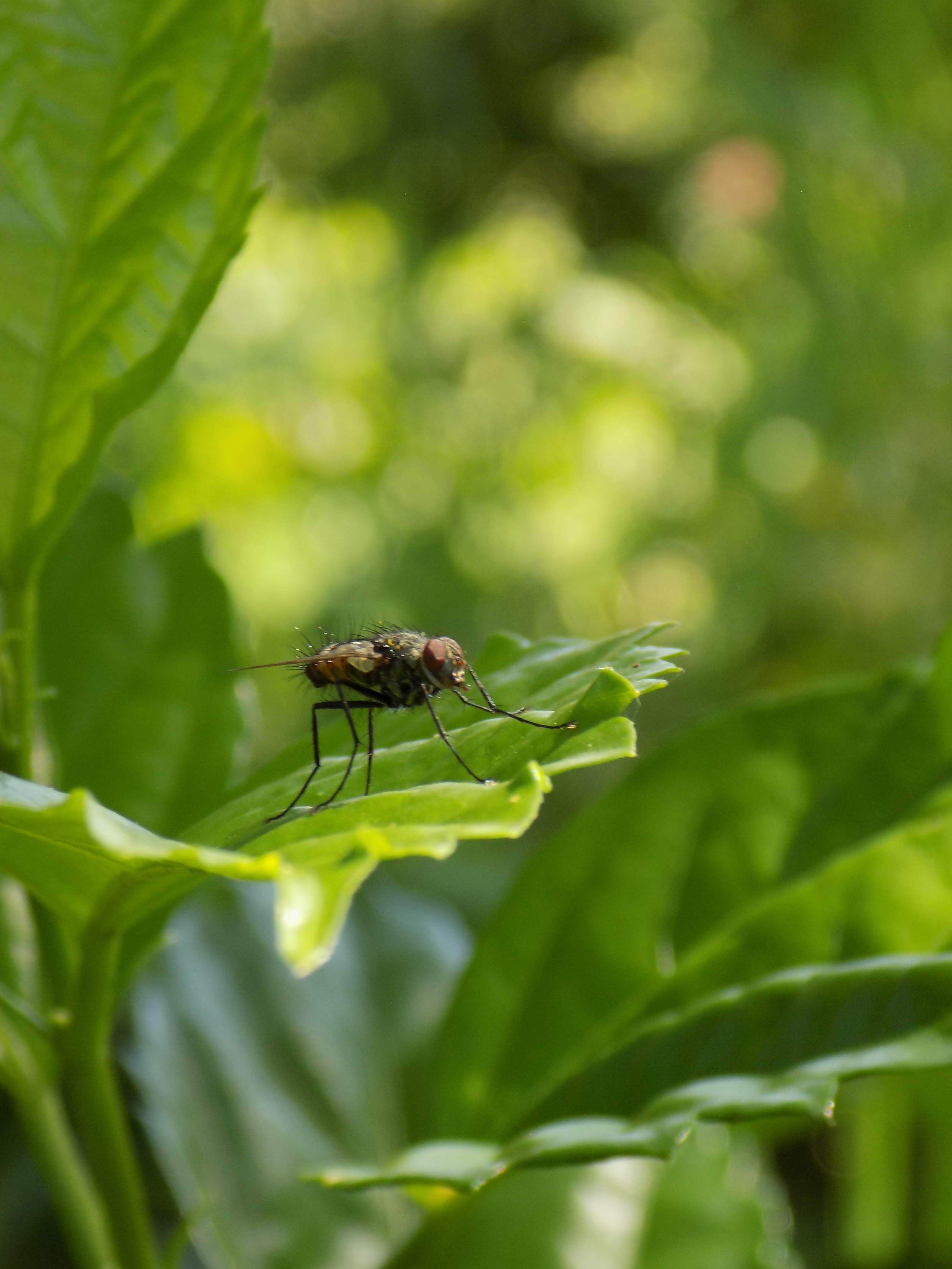 Close-up of Fly on Leaf in Lush Greenery · Free Stock Photo