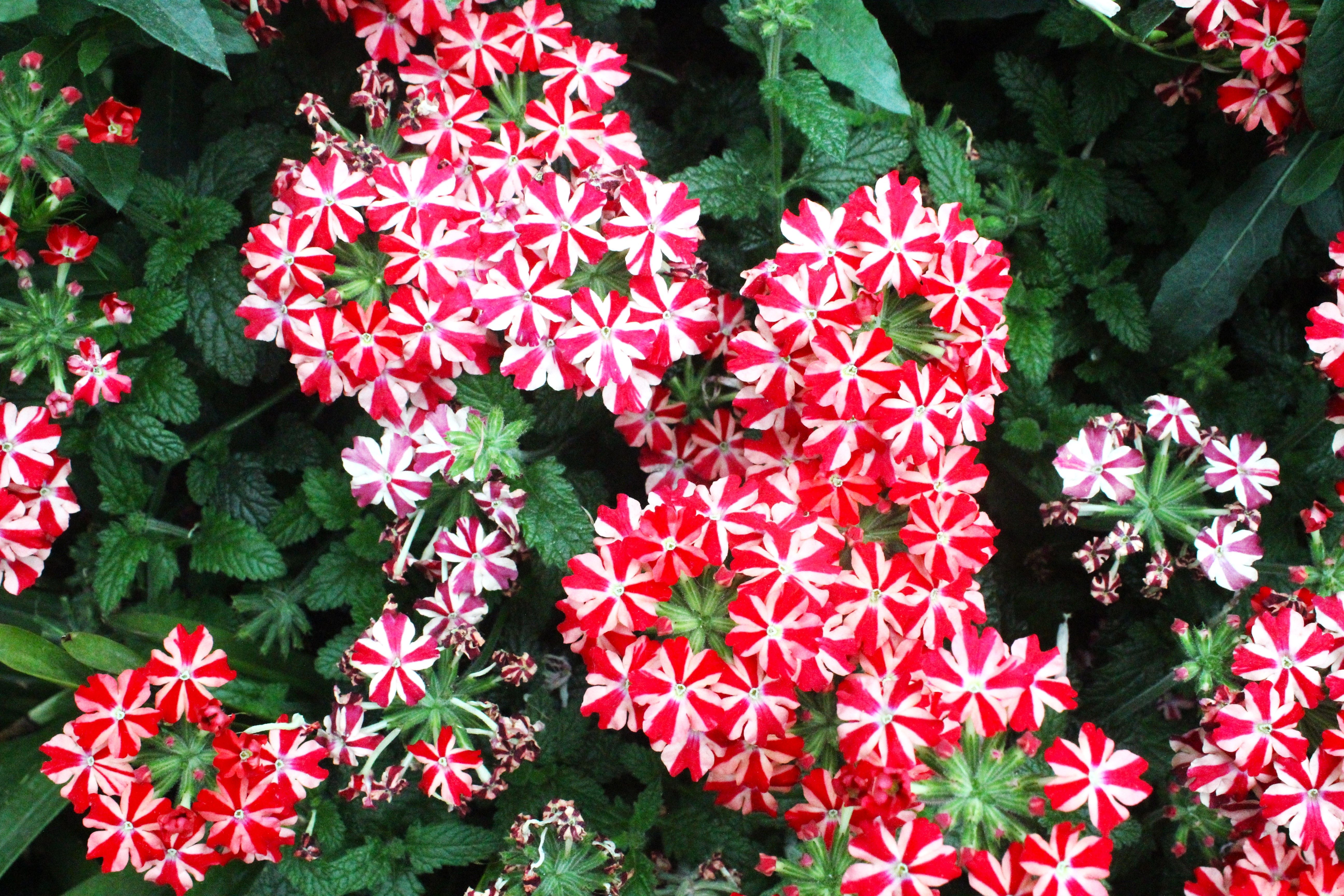 Annual Plants Photos, Download The BEST Free Annual Plants Stock Photos ...